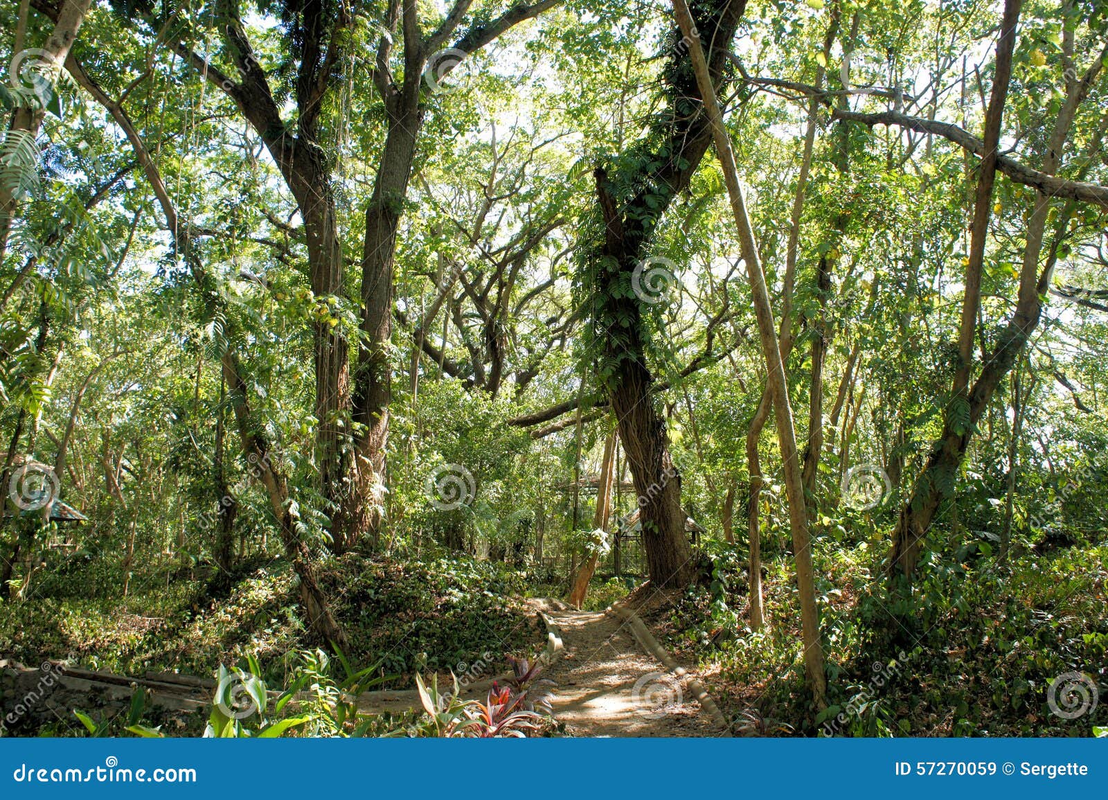 Great Narra Tree and Vegetation. Philippines Stock Image - Image of ...