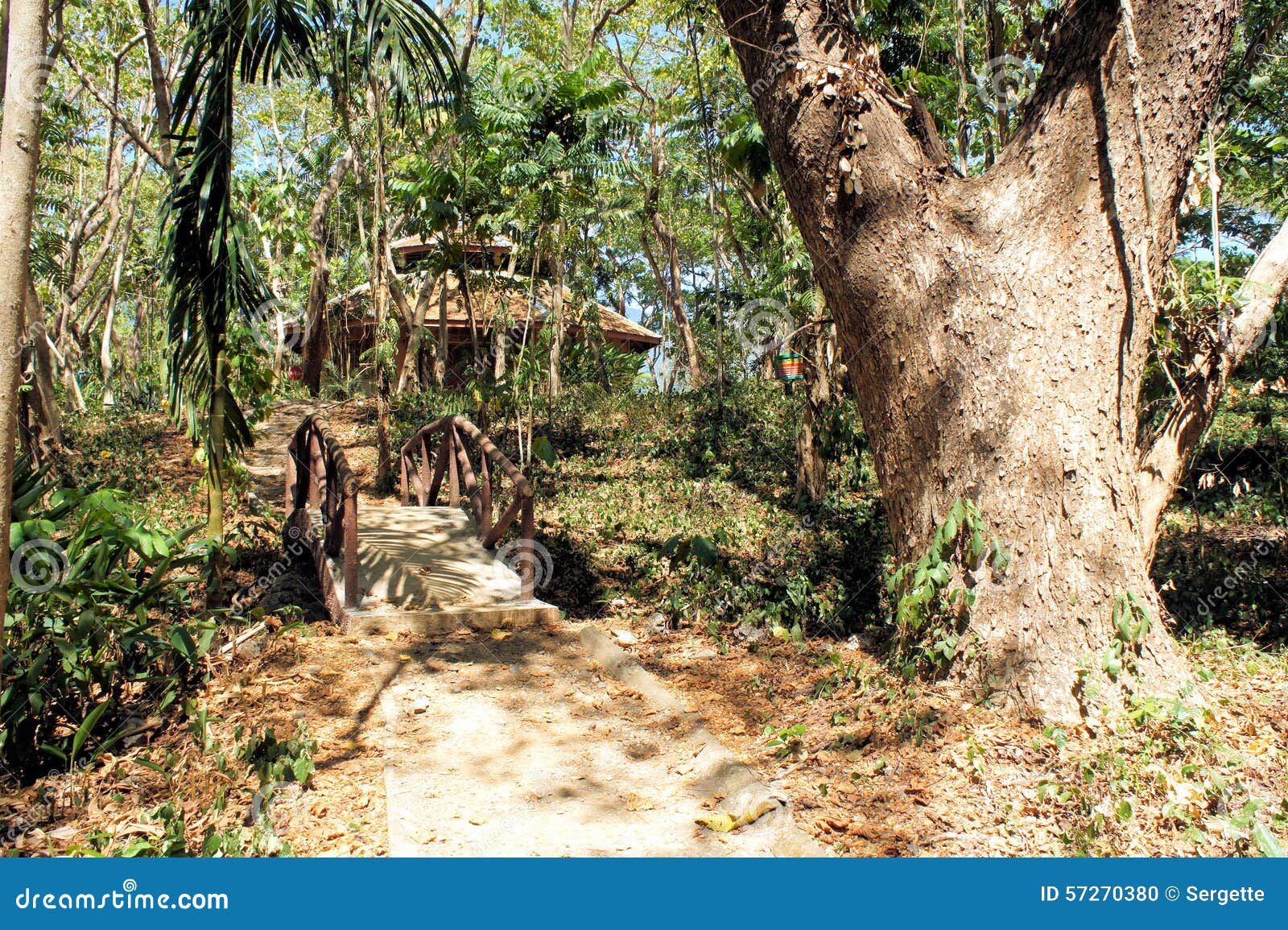 Great Narra Tree and Vegetation. Philippines Stock Photo - Image of ...