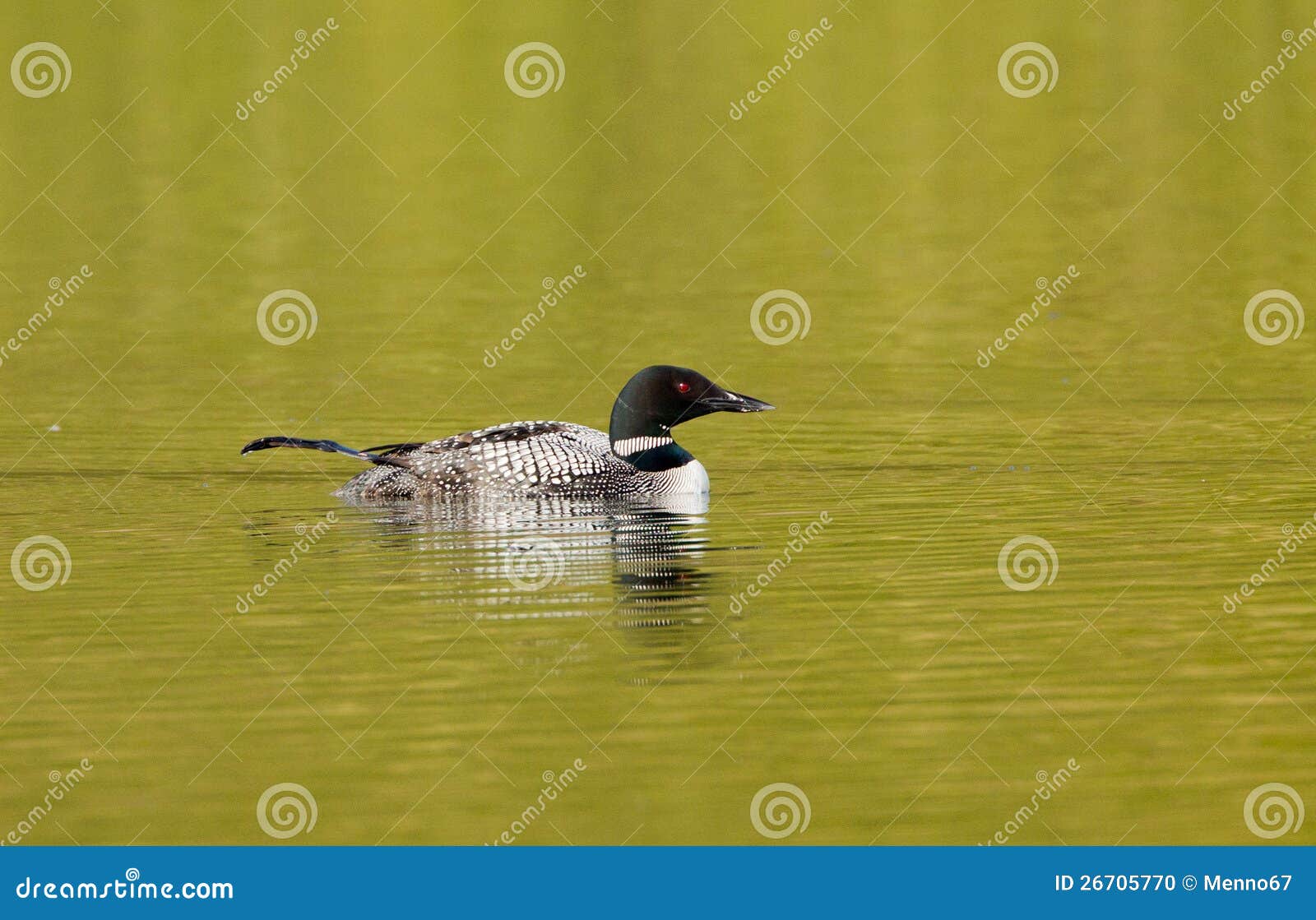Great Northern diver stock photo. Image of flyway, committee - 26705770