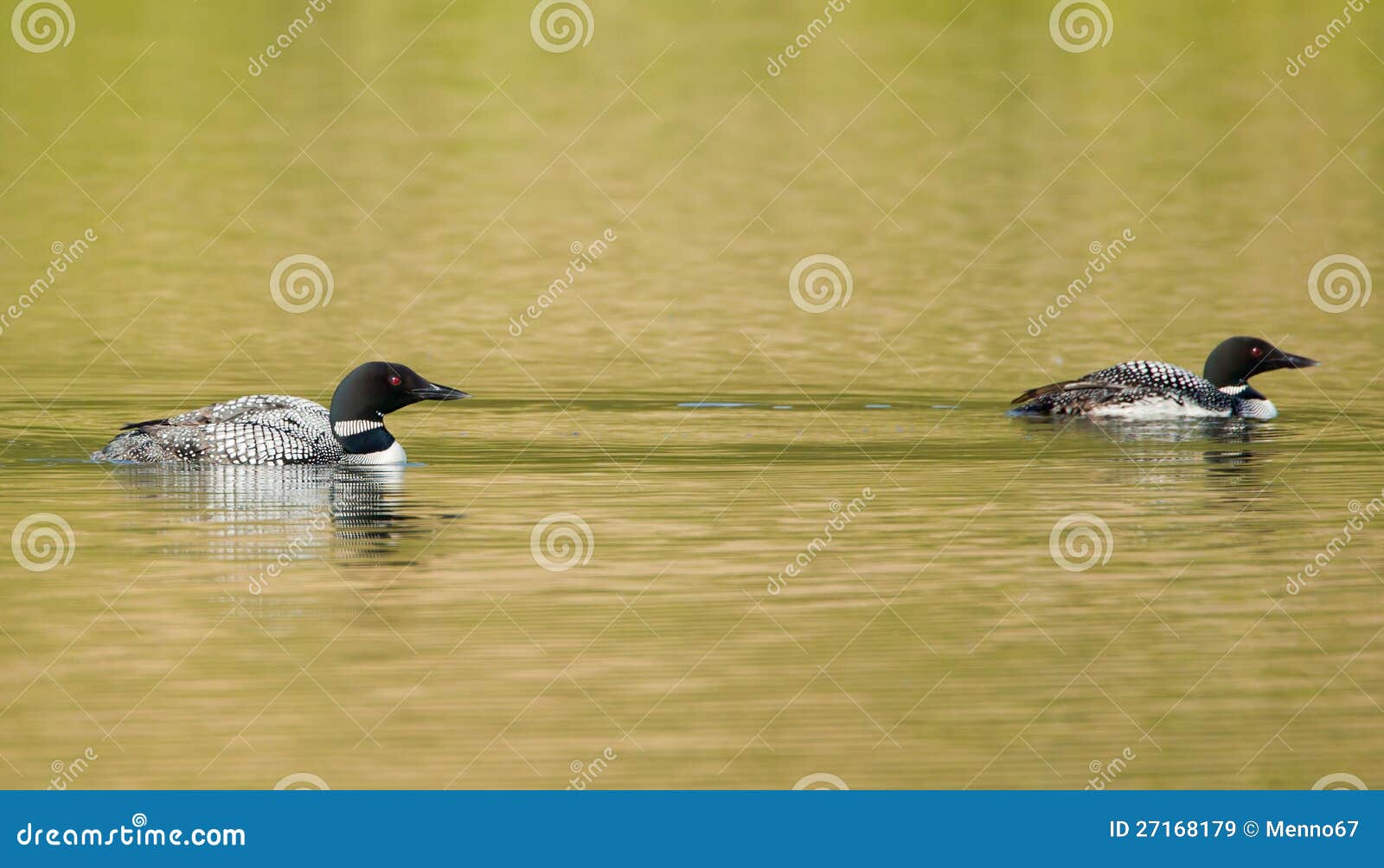 The Great Northern Loon stock image. Image of float, wing - 27168179