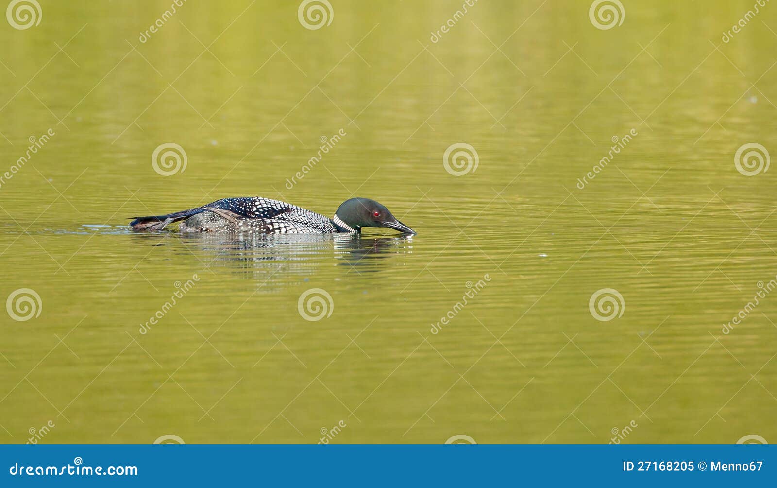 The Great Northern Loon stock image. Image of float, feather - 27168205