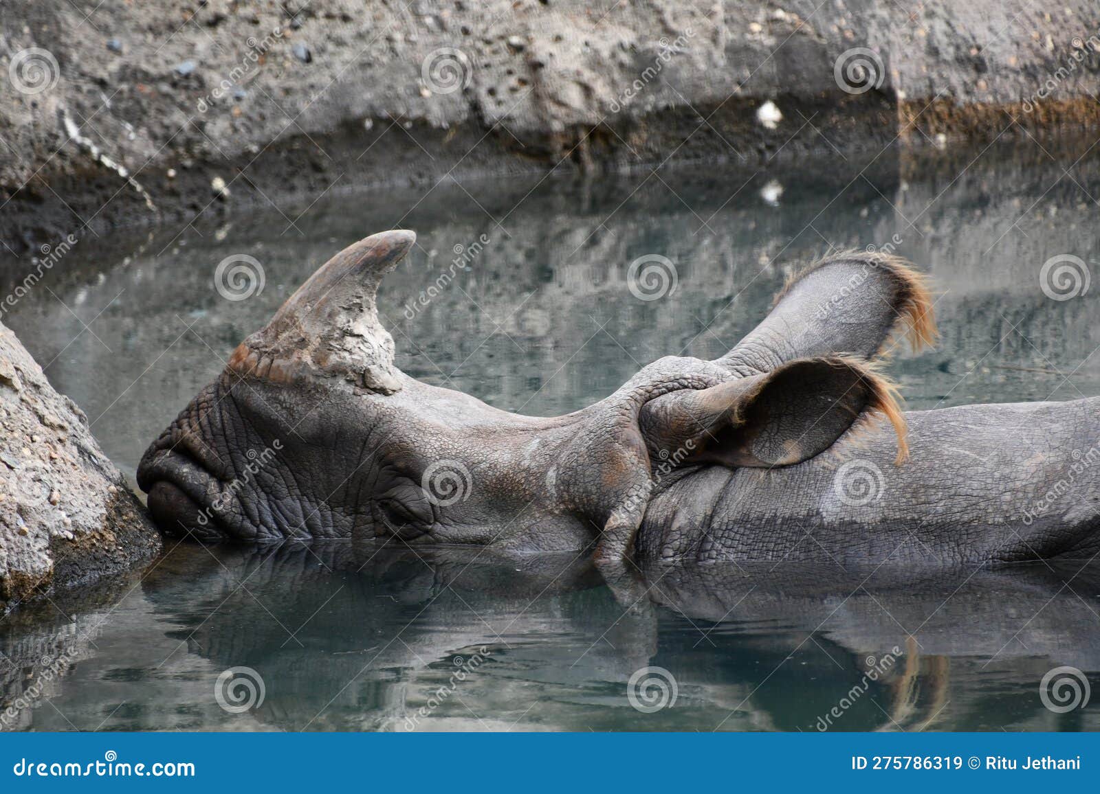 A Great One-Horned Rhinoceros Stock Image - Image of natural ...