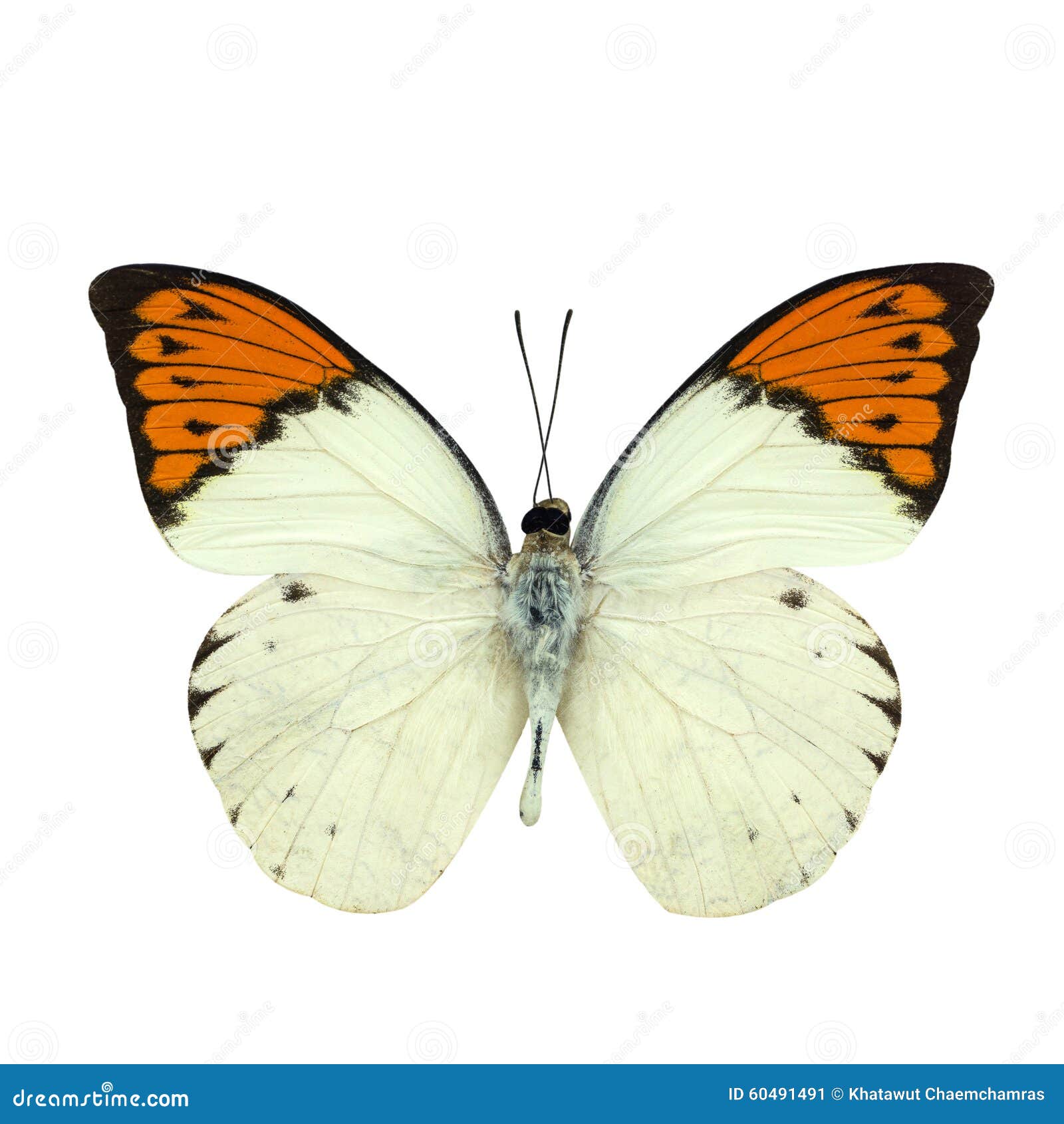 Great Orange Tip Butterfly Isolated On White Stock Image Image Of