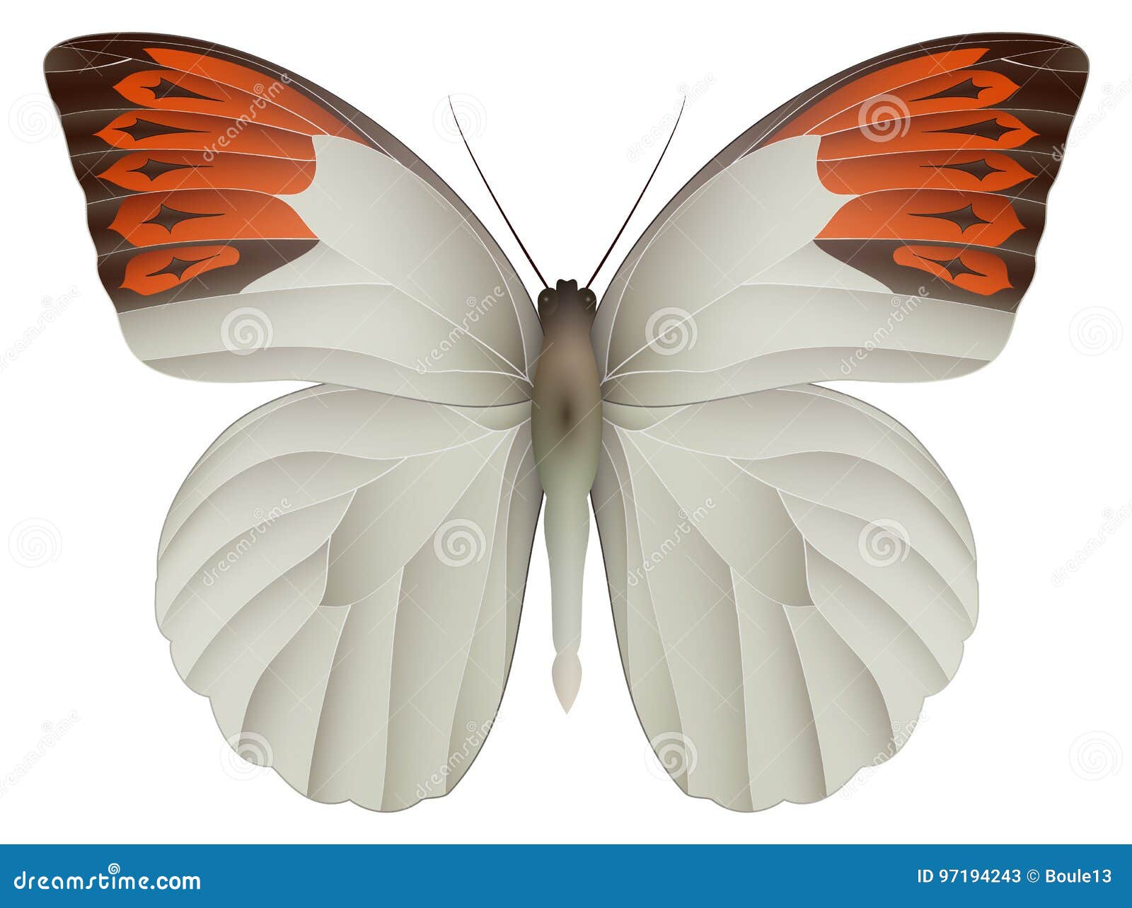 Great Orange Tip Butterfly Isolated On A White Stock Vector