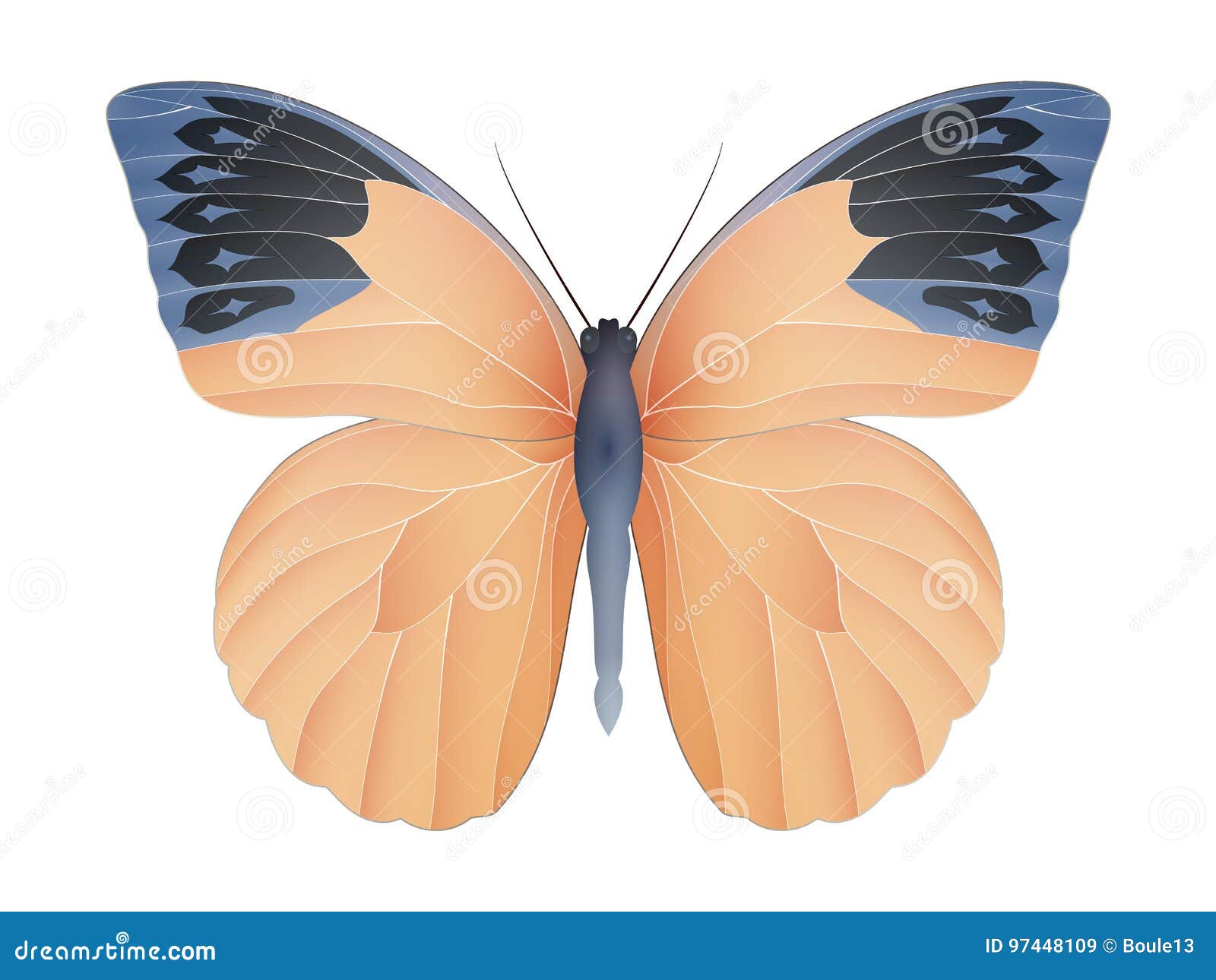 Great Orange Tip Butterfly Isolated On A White Stock Vector