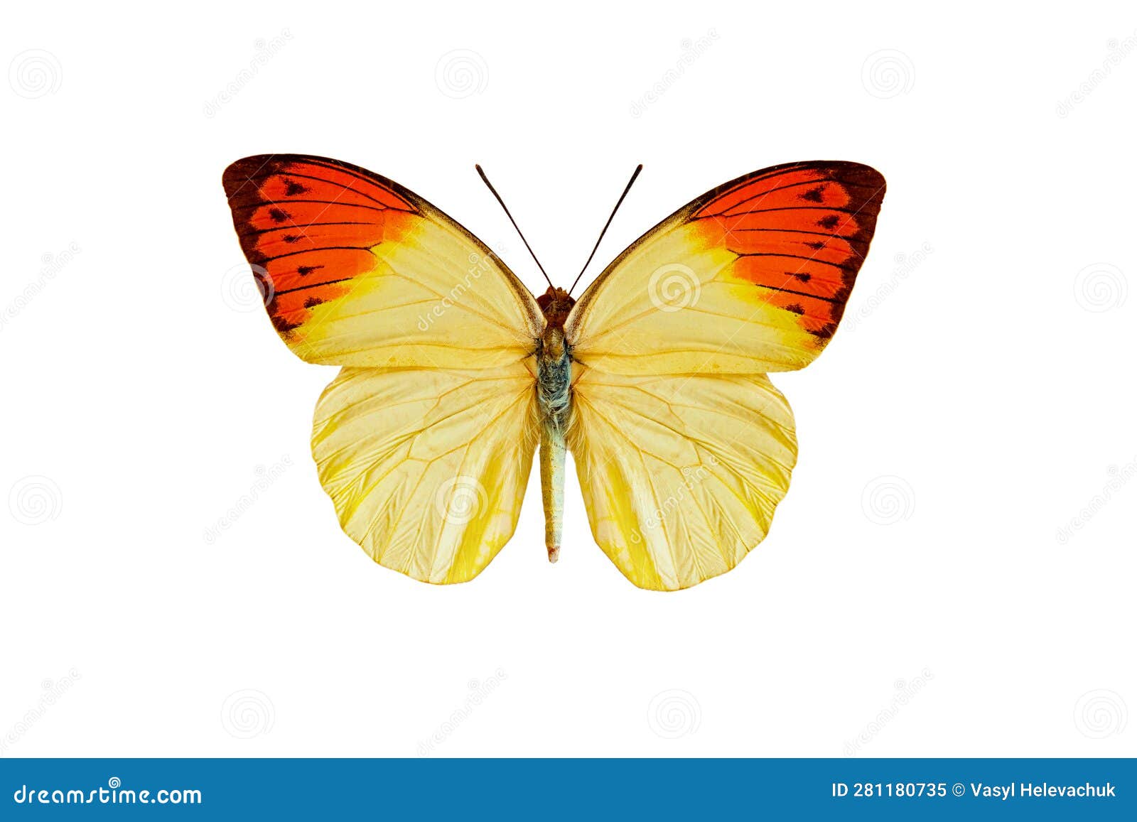 Great Orange Tip (hebomoia Glaucippe) Isolated on White Background ...