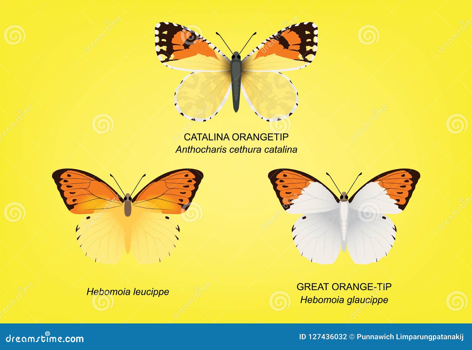 Great Orangetip Set Vector Illustration Stock Vector - Illustration of ...