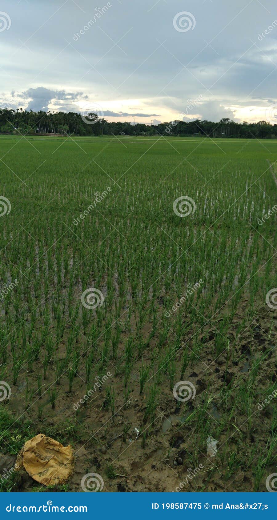 A great paddy field editorial image. Image of great - 198587475