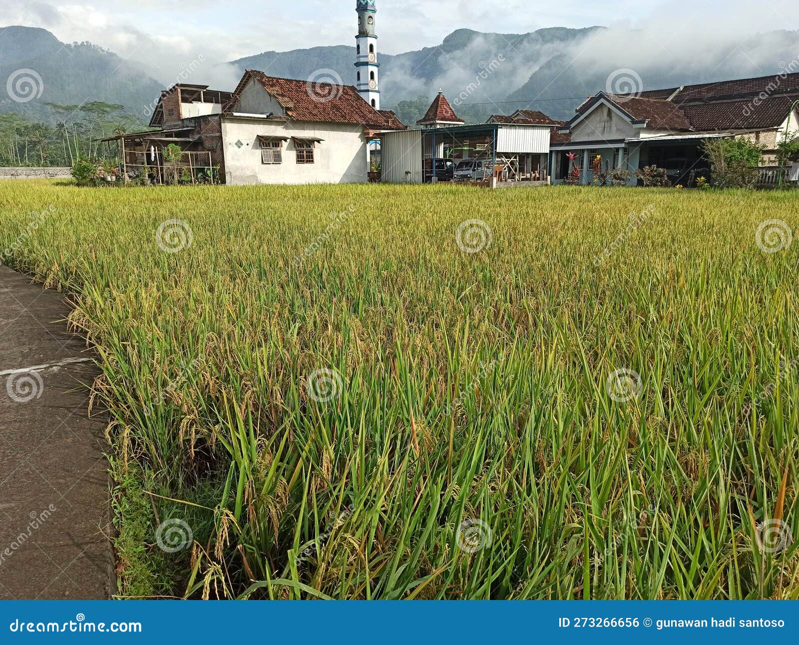 Great Paddy at Rice Fields are really Good and Waiting for Harvest ...