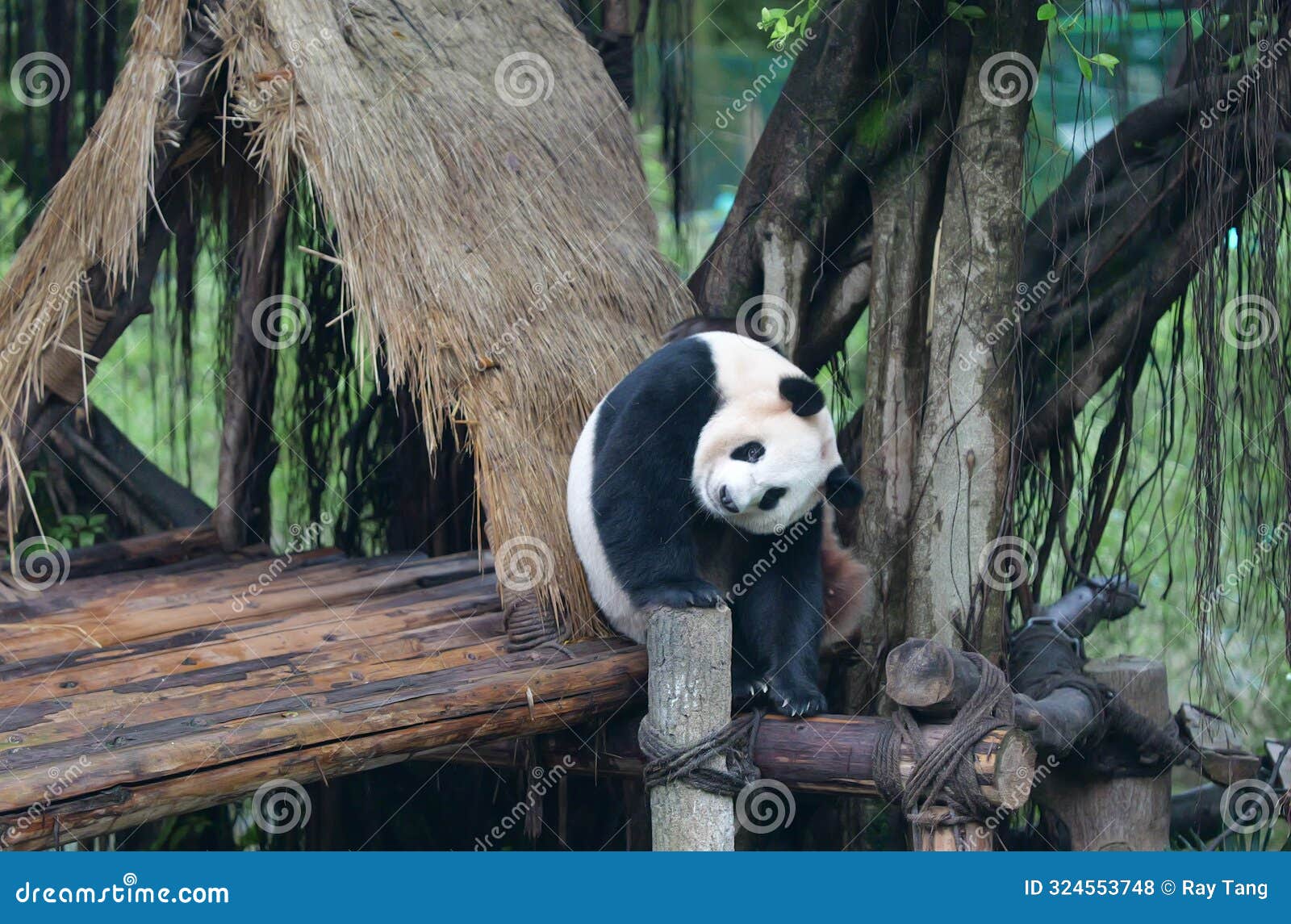 A Great Panda Displaying a Funny Pose on Rooftop Deck, Paws Out Stock ...
