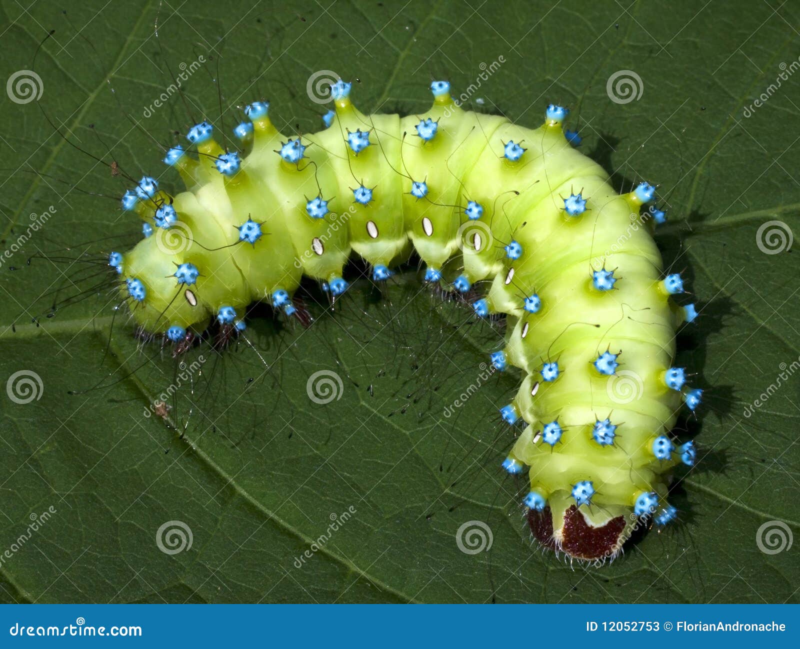 Great Peacock Moth Caterpillar / Saturnia Pyri Stock Image - Image of ...