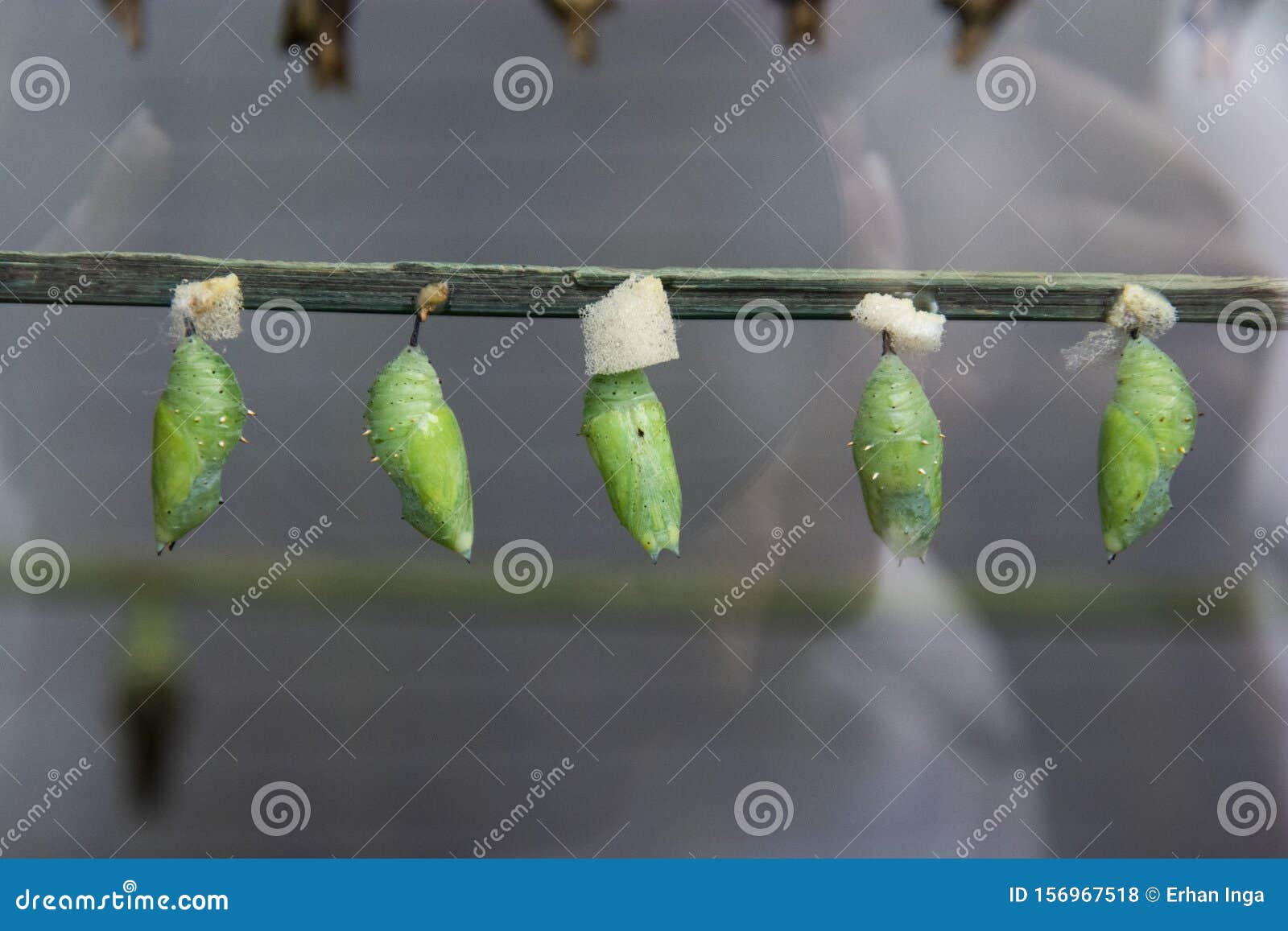 Great Peacock Moth Caterpillar. Thread Cocoon. First Stage of the ...