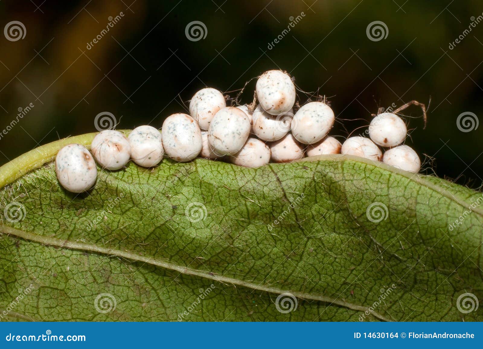 Moth Eggs