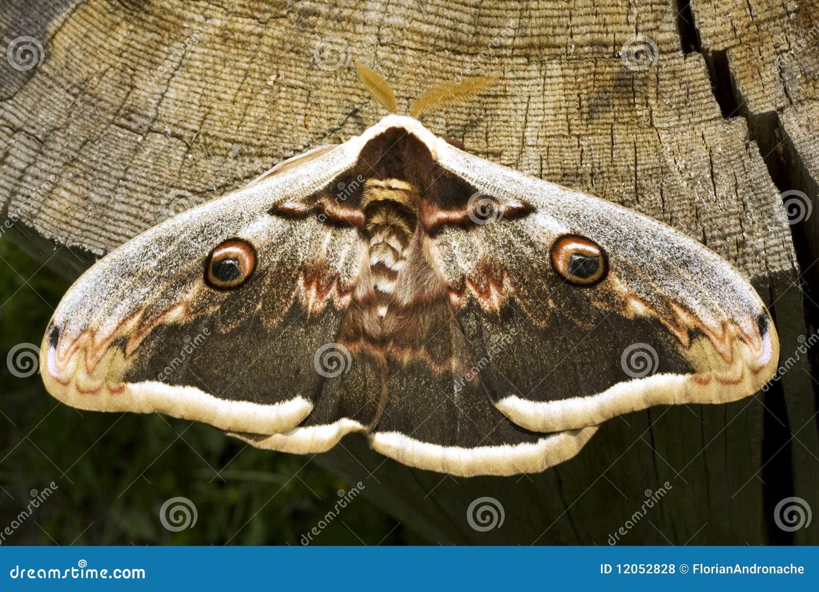 Great Peacock Moth / Saturnia Pyri Stock Photo - Image of demolish ...
