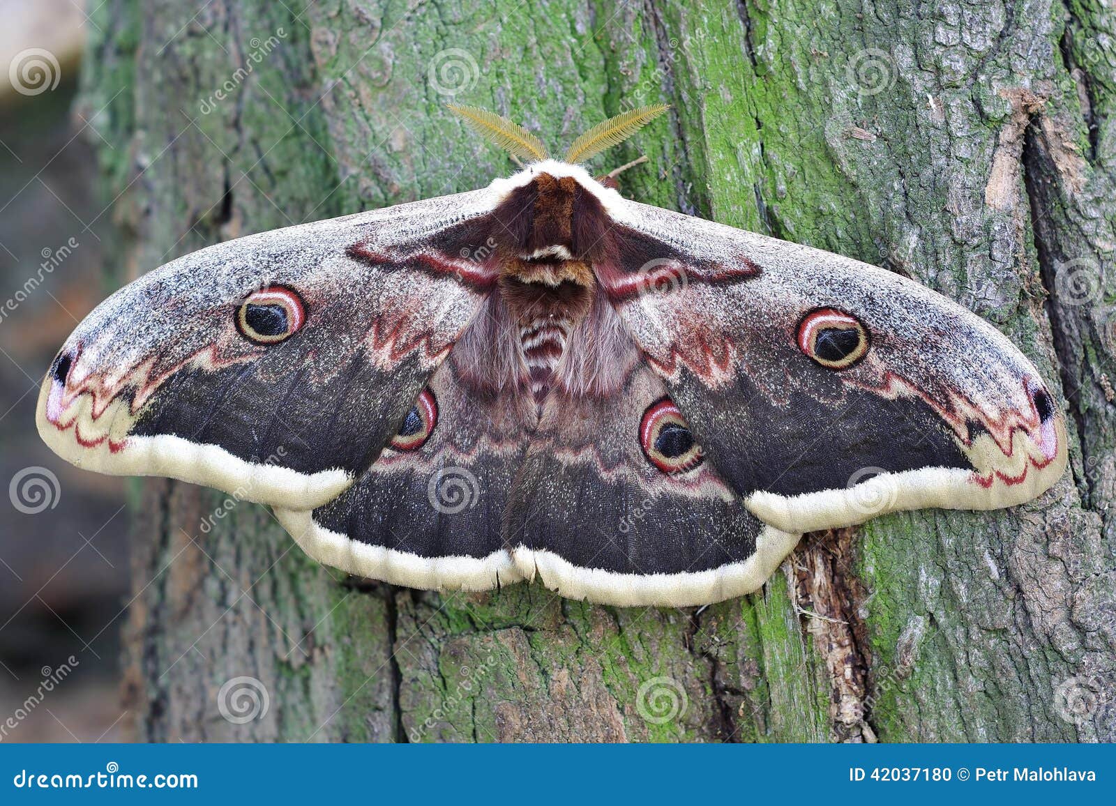 Great Peacock Moth.Saturnia Pyri. Stock Photo - Image of antene ...
