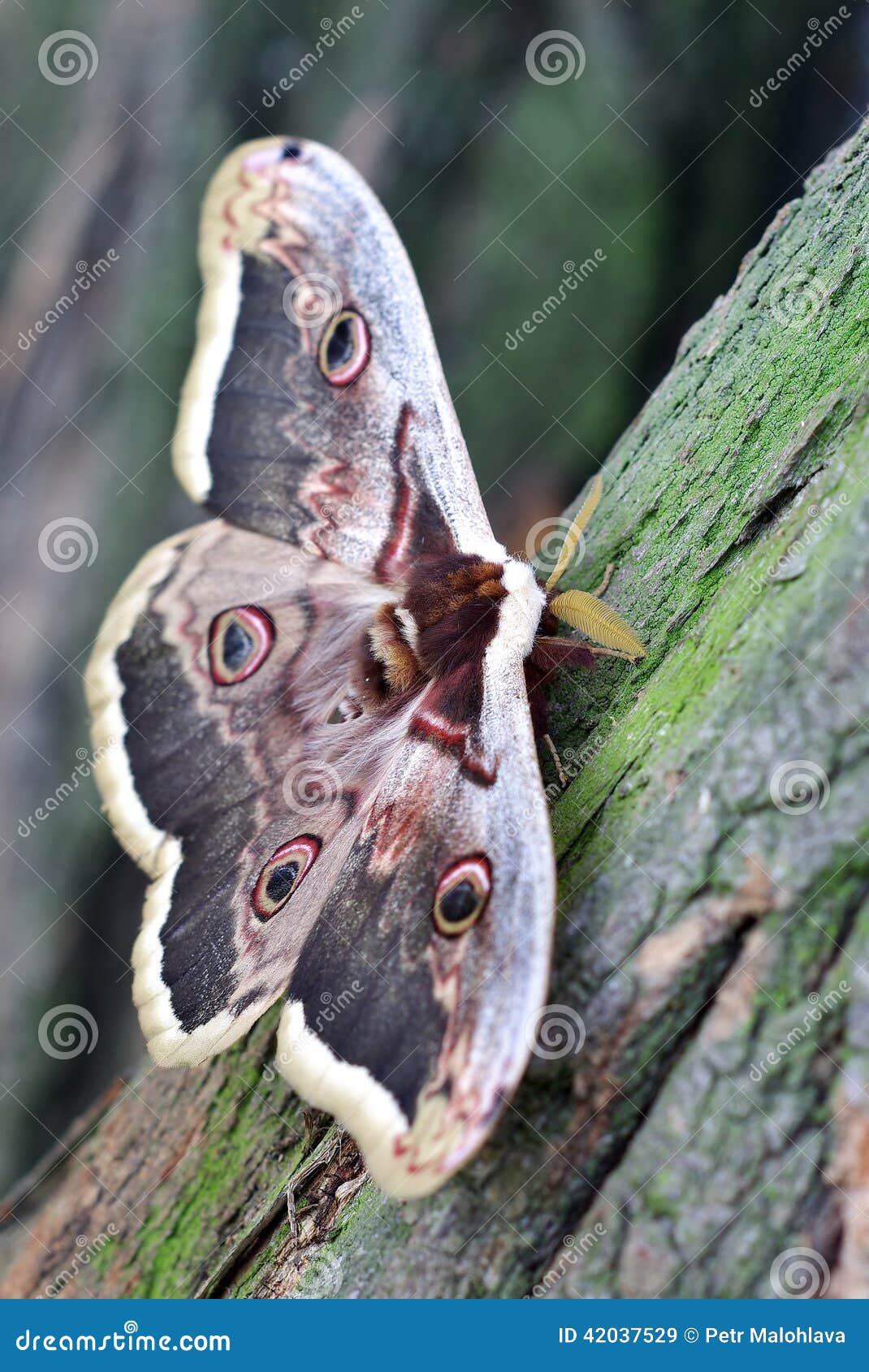 Great Peacock Moth.Saturnia Pyri. Stock Image - Image of loam, peacock ...