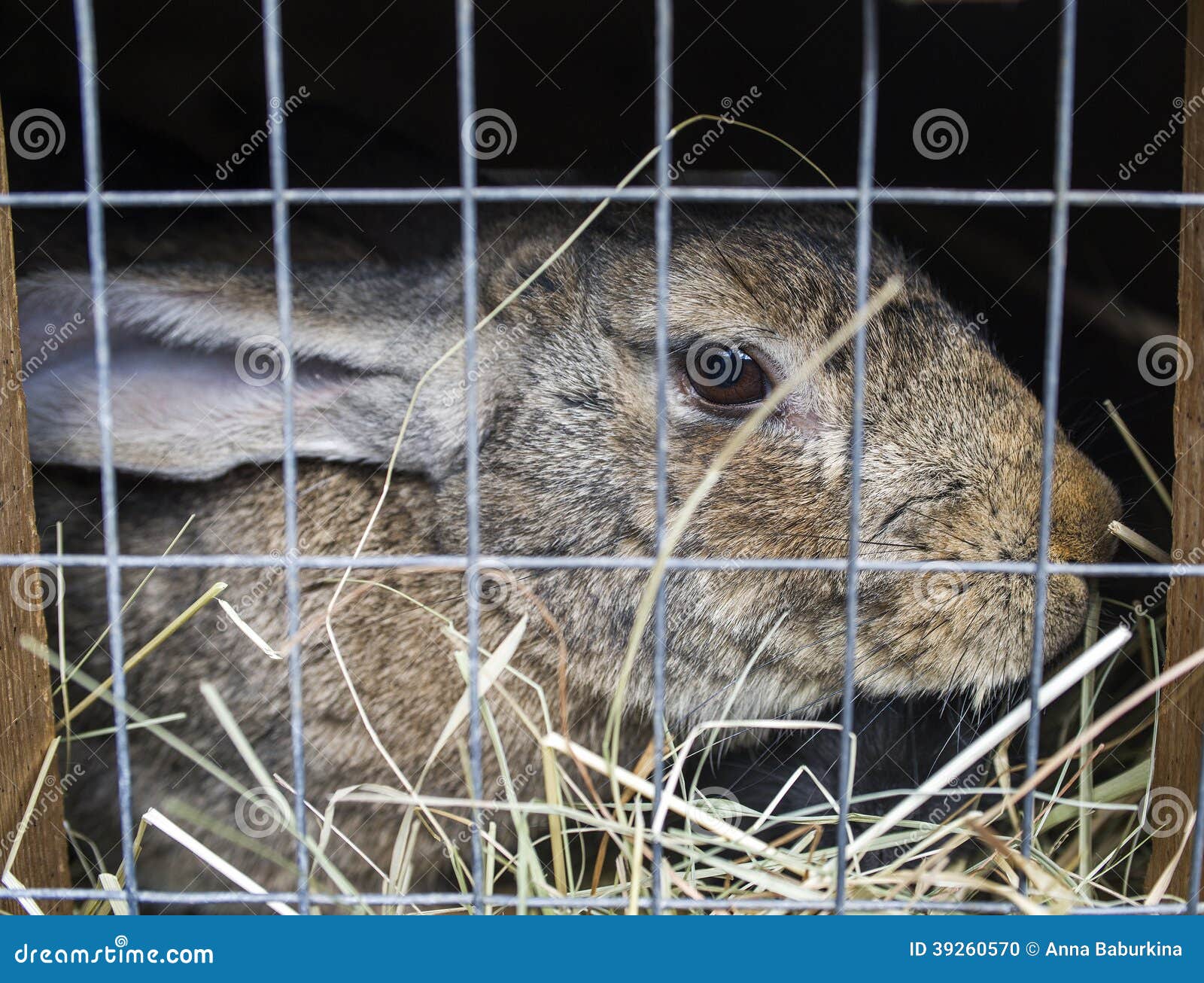 Great Pedigree Rabbit in a Cell Stock Photo - Image of animal, daisy ...