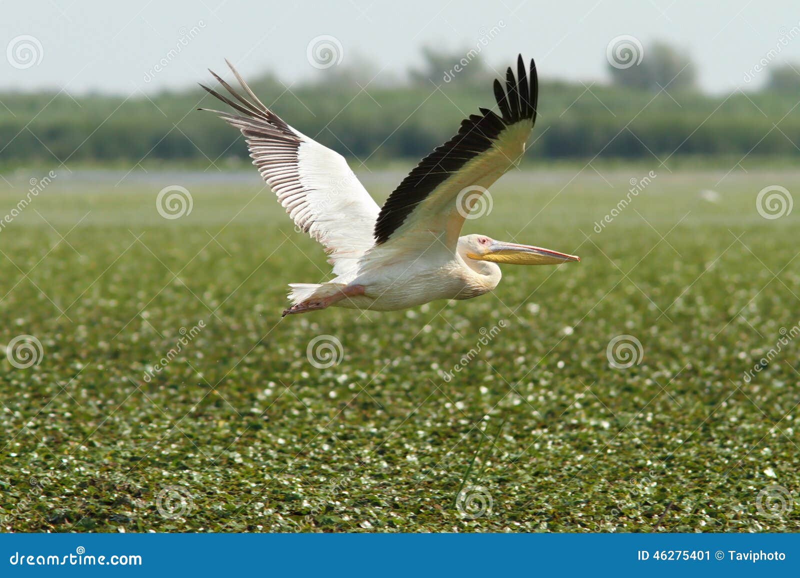 Great Pelican Flying Over Marsh Stock Photos - Free & Royalty-Free ...