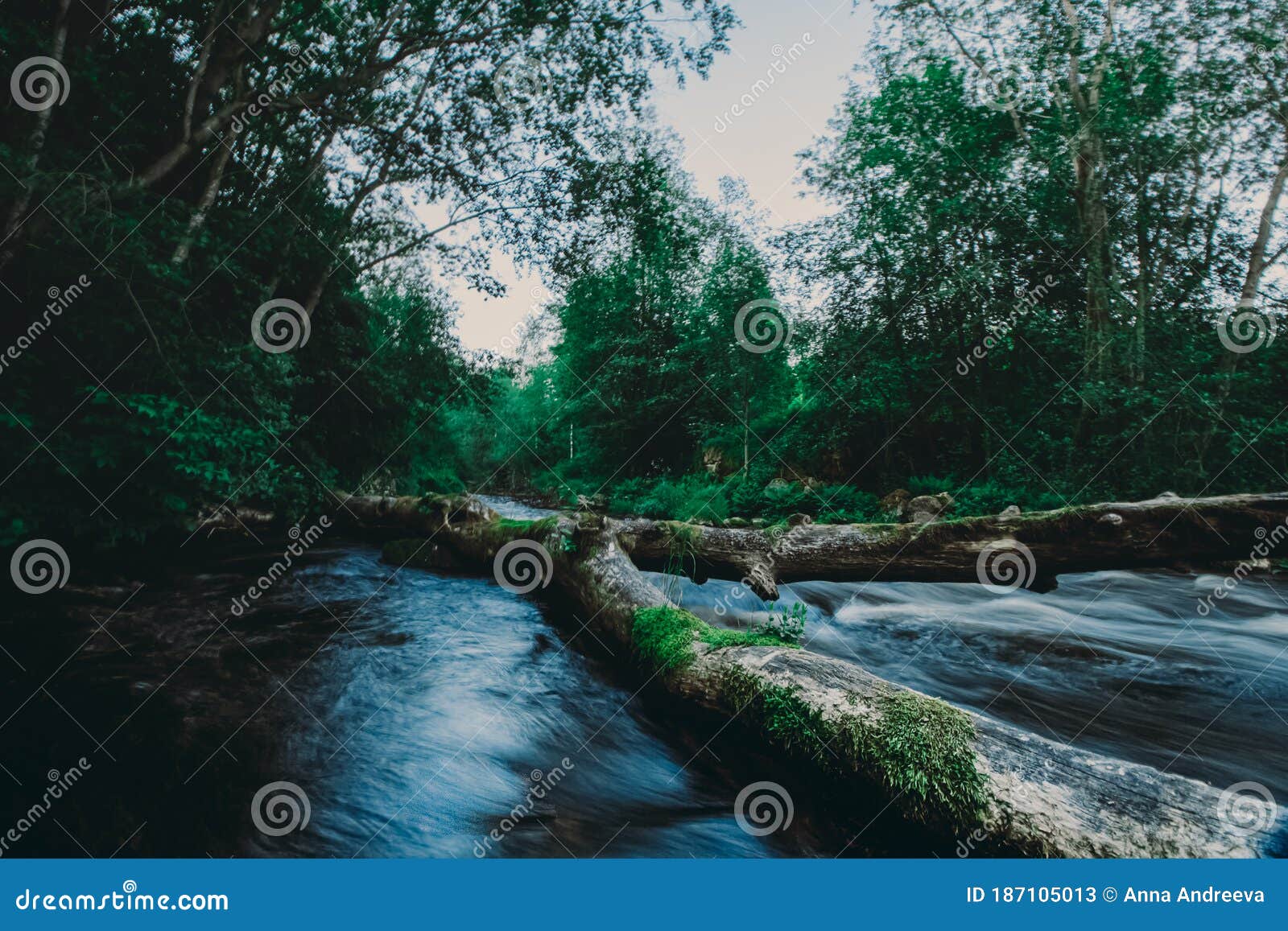 Great Photo of a River with Running Water through a Fallen Broken Tree ...