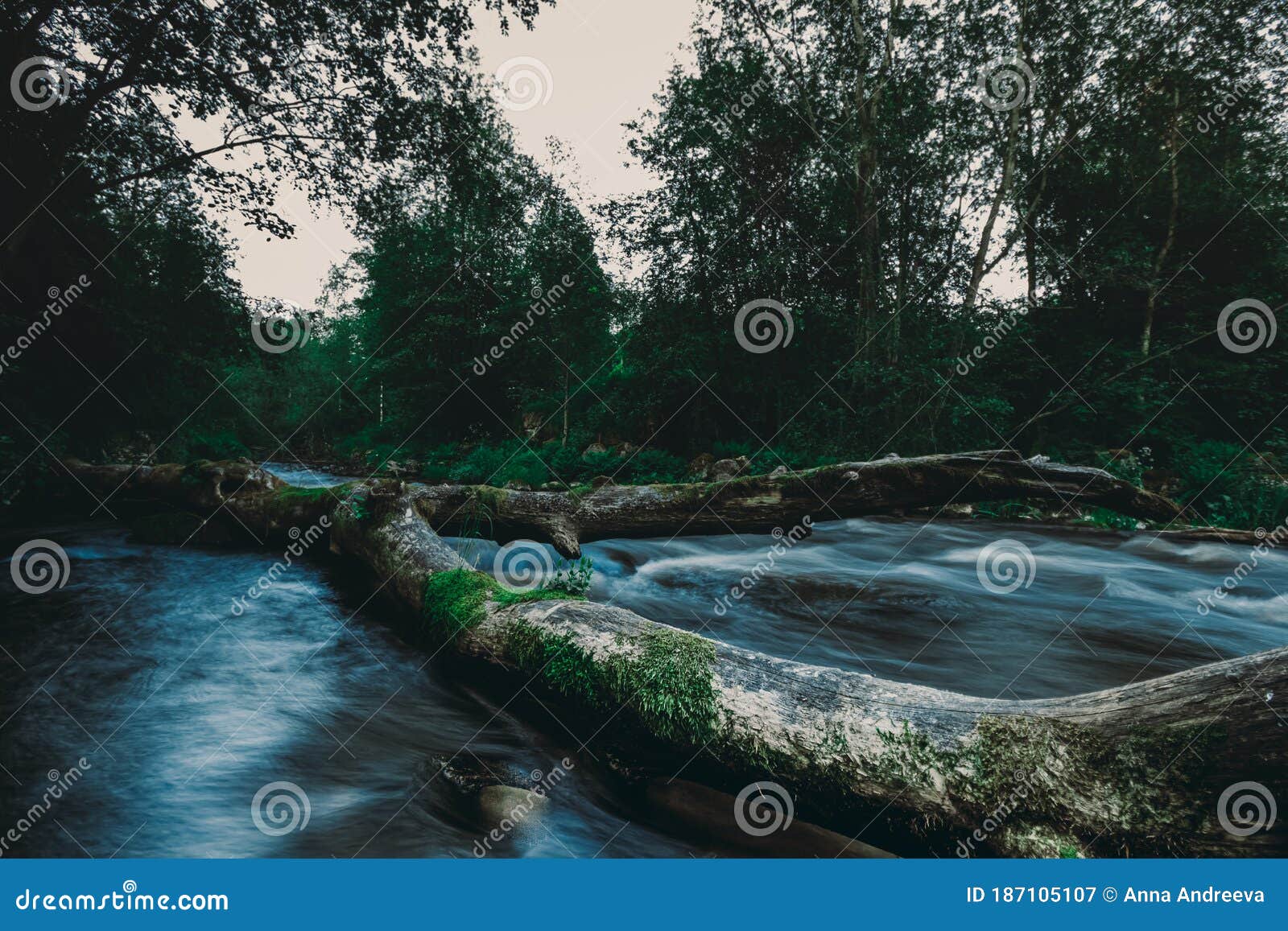 Great Photo of a River with Running Water through a Fallen Broken Tree ...