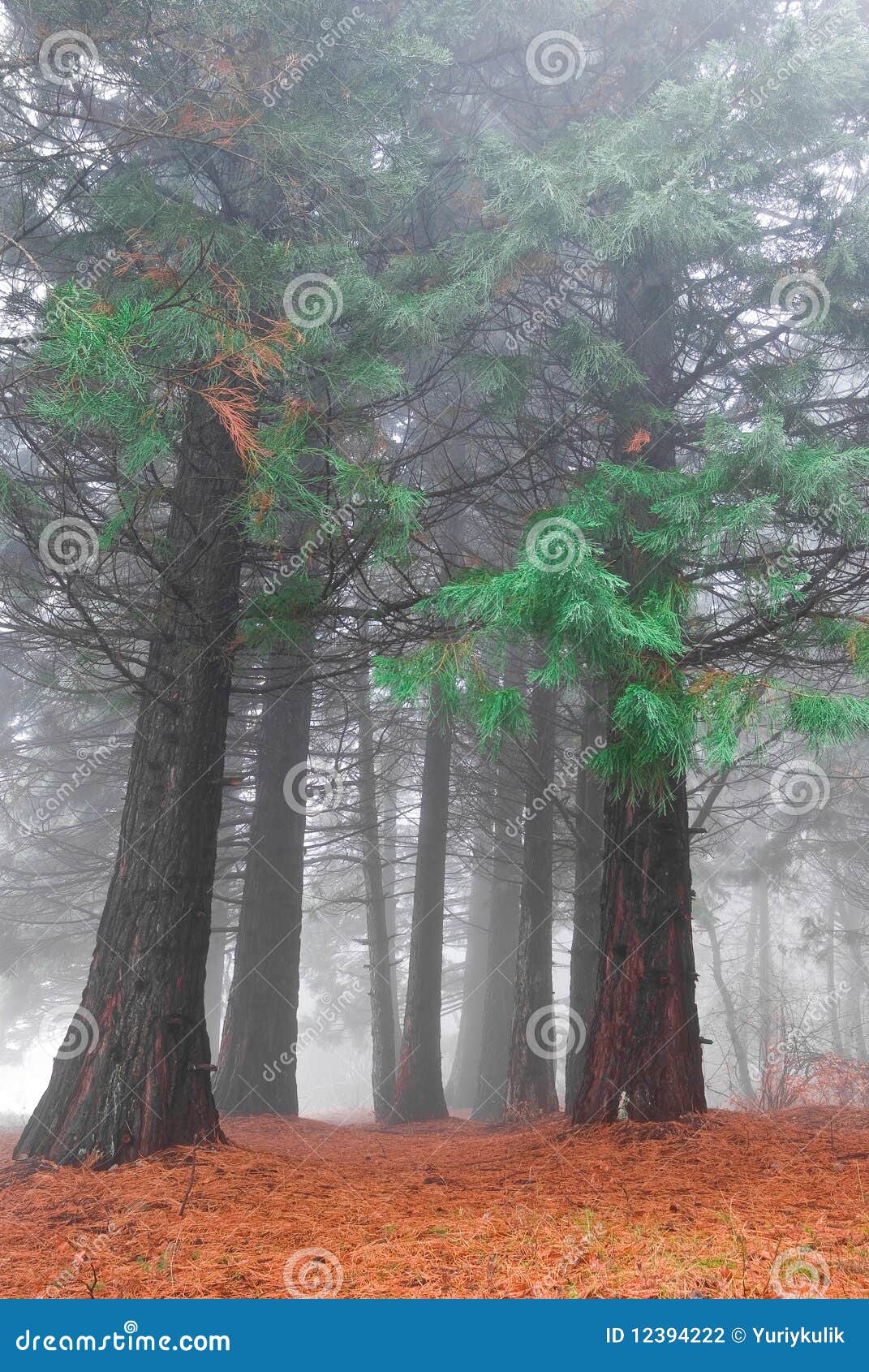 Great pine stock photo. Image of quiet, magnificent, nature - 12394222