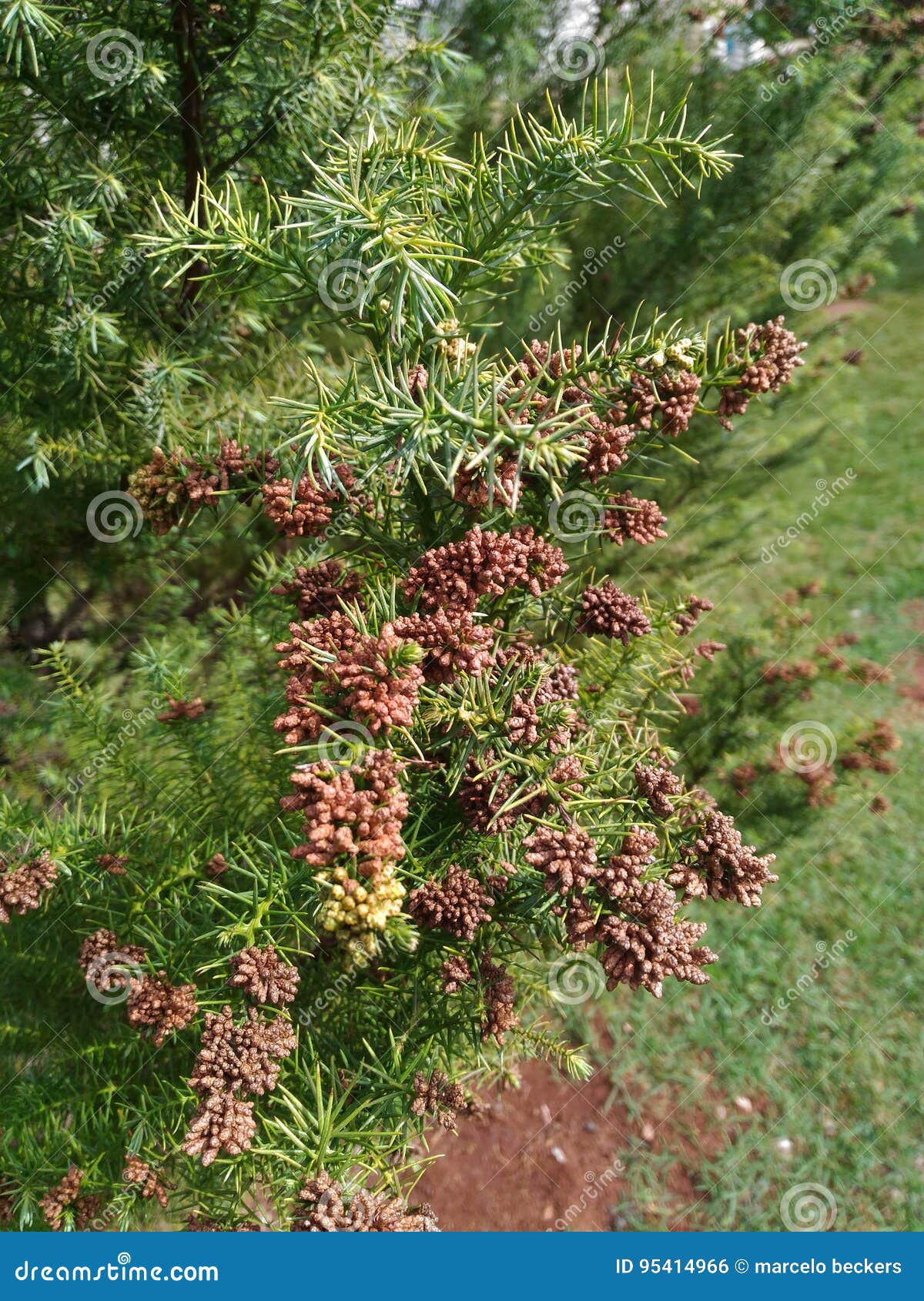 Great pine at farm stock photo. Image of dads, great - 95414966