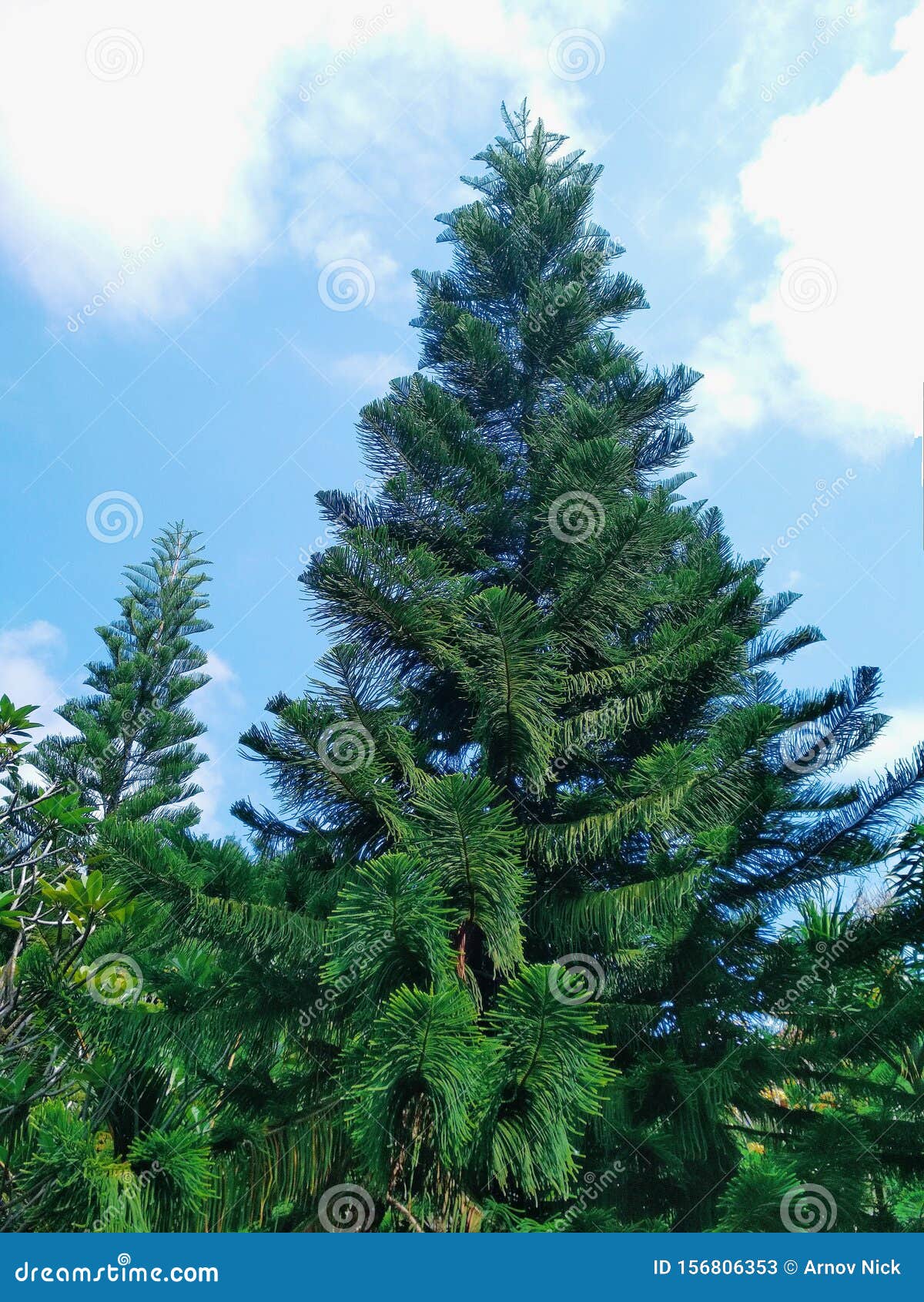 Great Pine forest stock image. Image of forest, green - 156806353