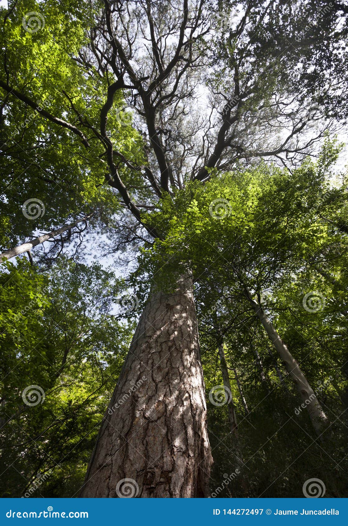 Great Pine Tree stock image. Image of land, object, famous - 144272497