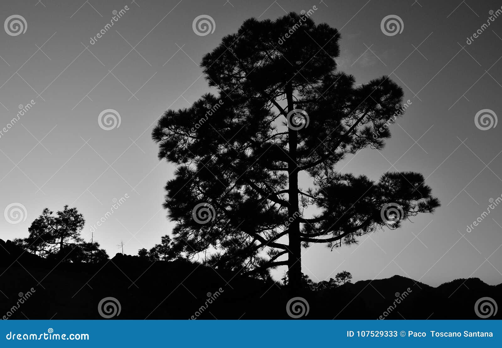 Great Pine Tree at Nightfall Stock Image - Image of botanical, contrast ...