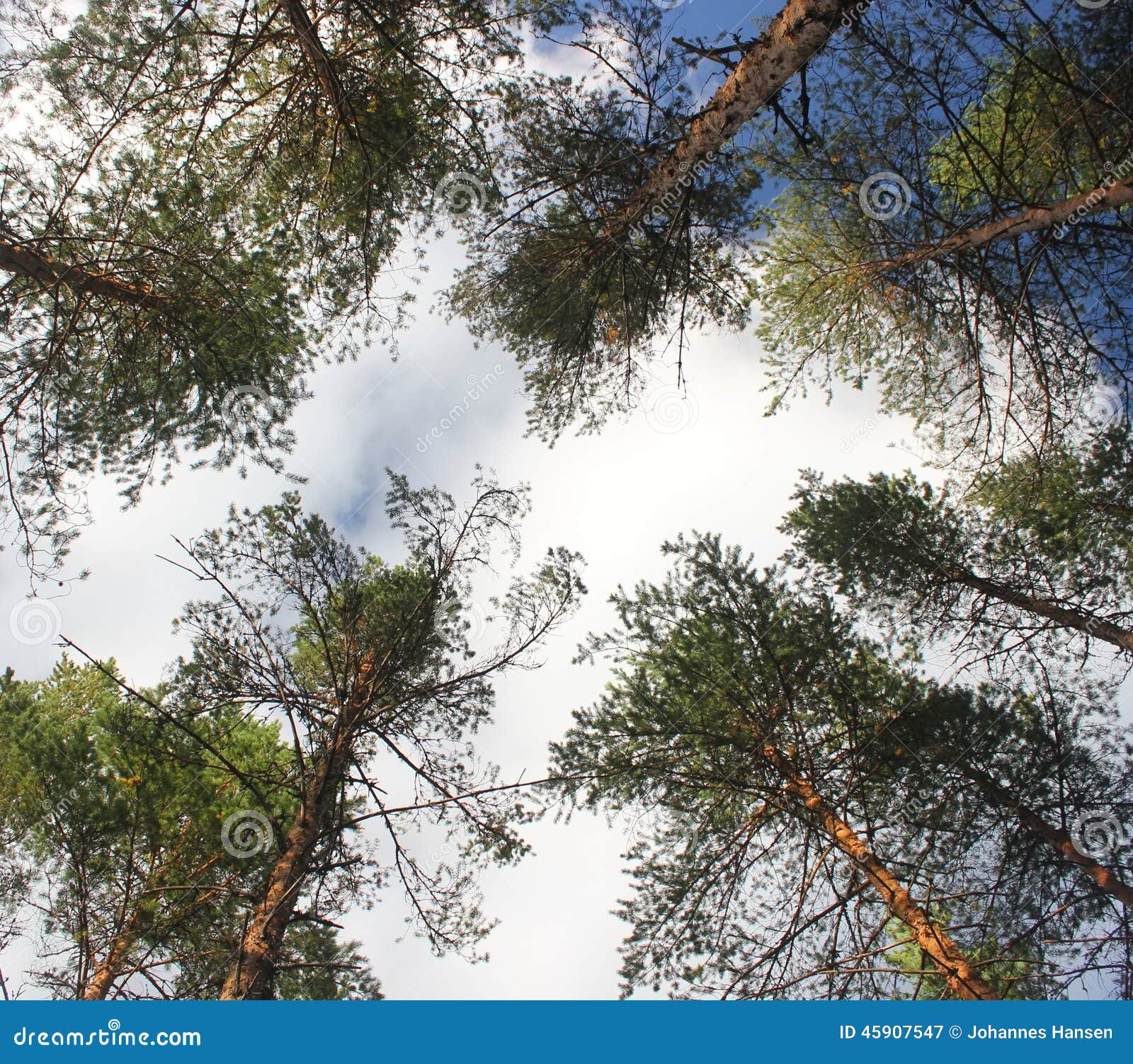 Great Pines stock image. Image of brown, large, lens - 45907547