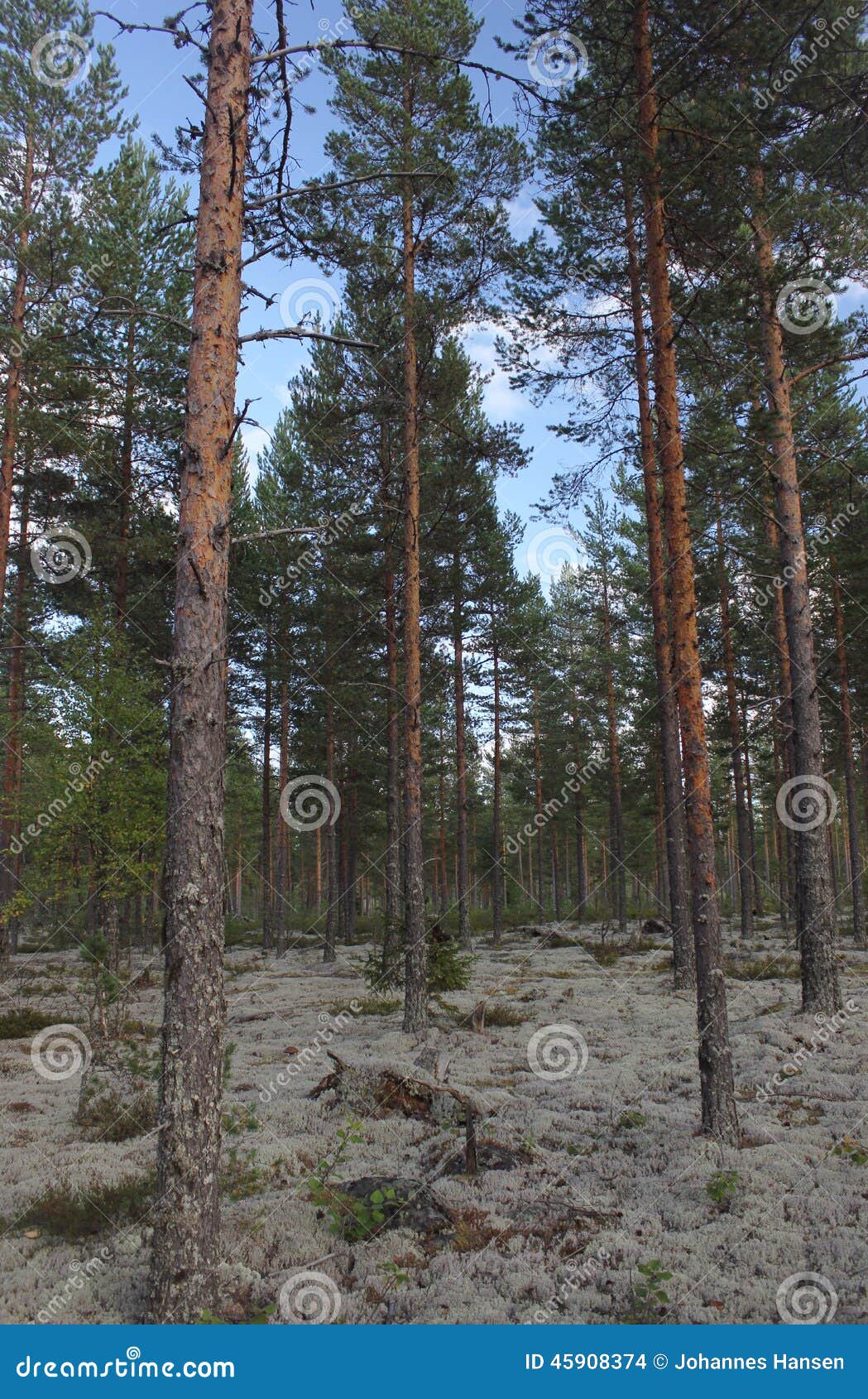 Great Pines stock photo. Image of forest, hiking, autumn - 45908374