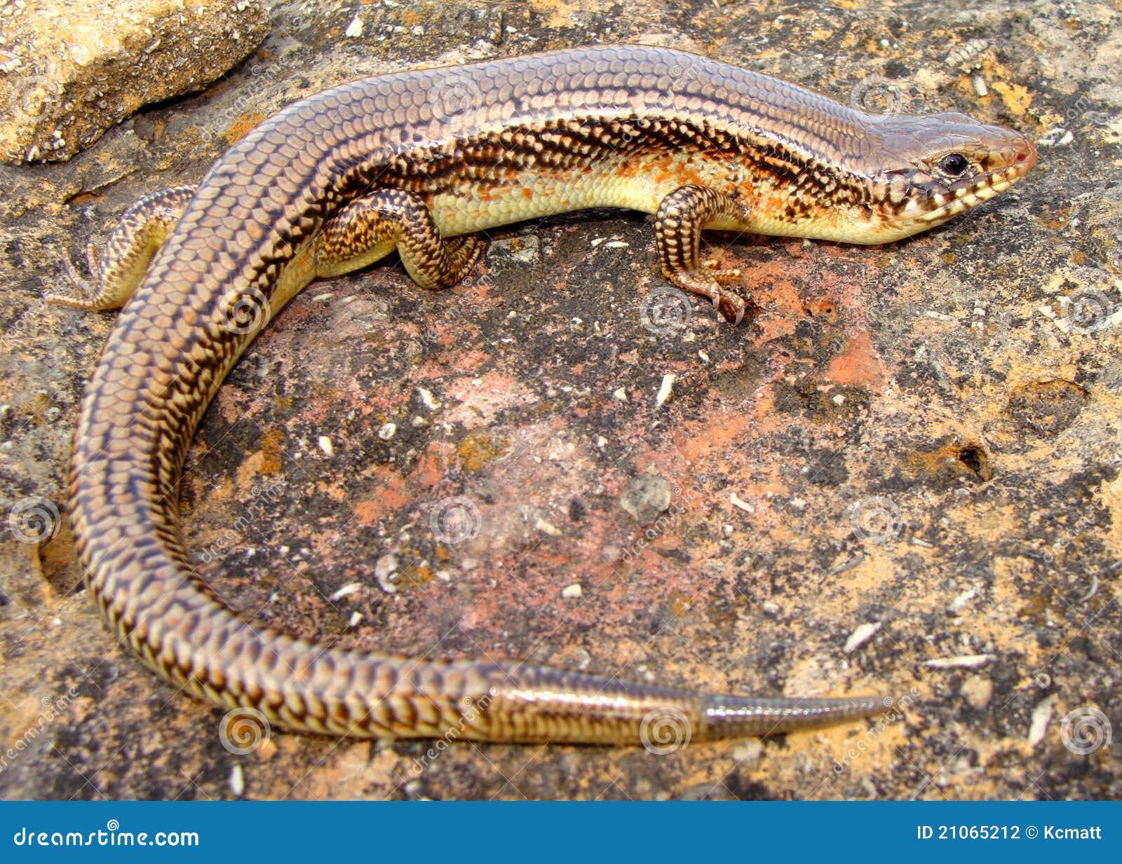 Great Plains Skink, Plestiodon Obsoleta (Eumeces) Stock Photo - Image ...