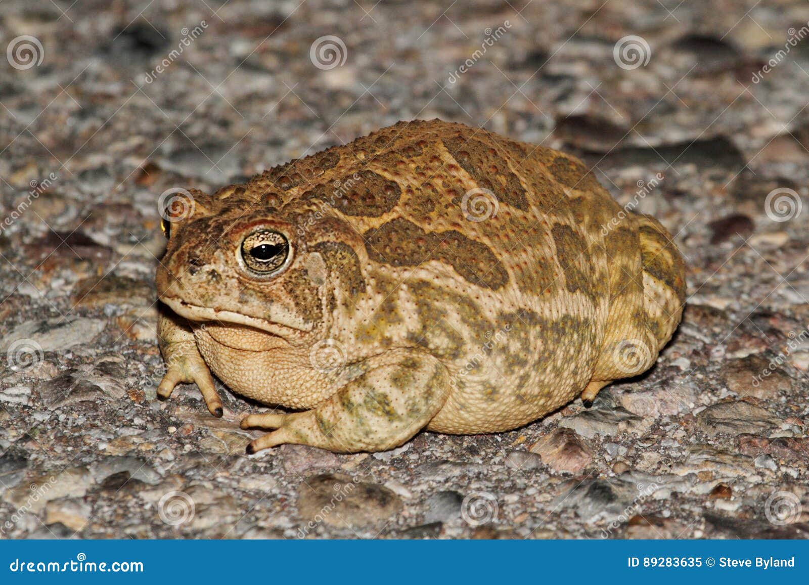Great Plains Toad Anaxyrus Cognatus Stock Image - Image of frog, toad ...