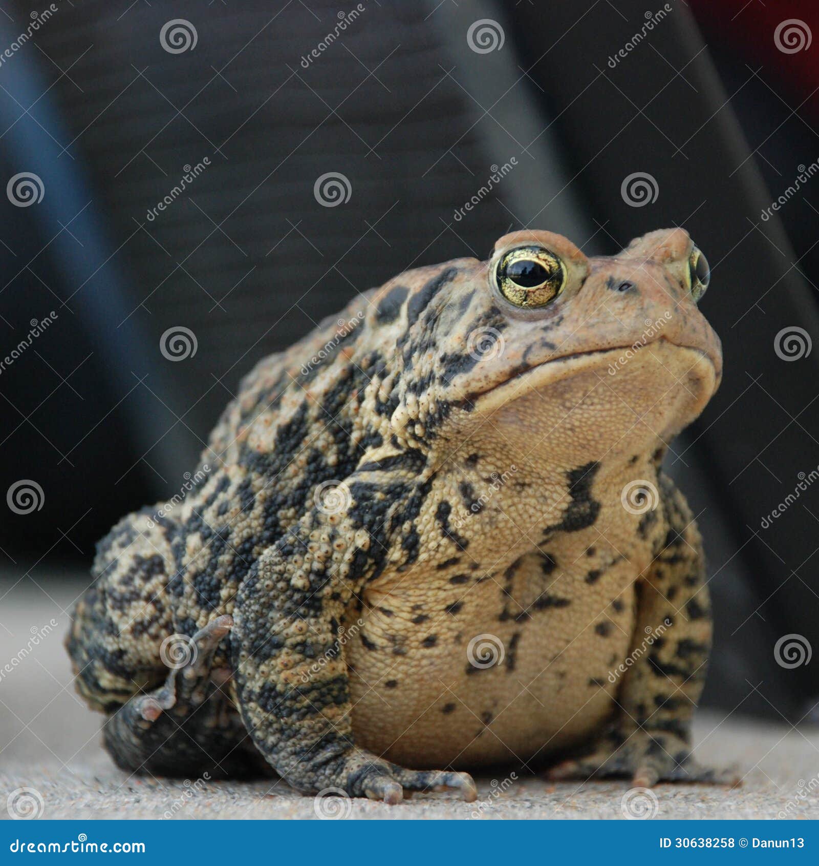 Toad stock photo. Image of alone, cold, wildlife, motionless - 30638258