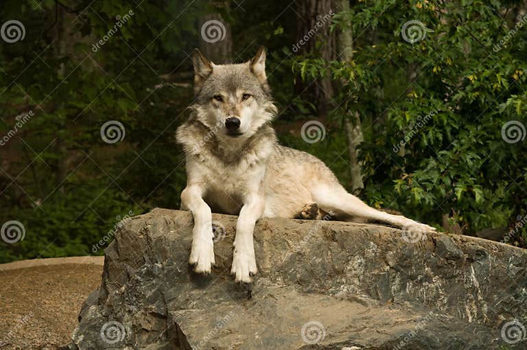 Great plains wolf on rock stock photo. Image of great - 11924326