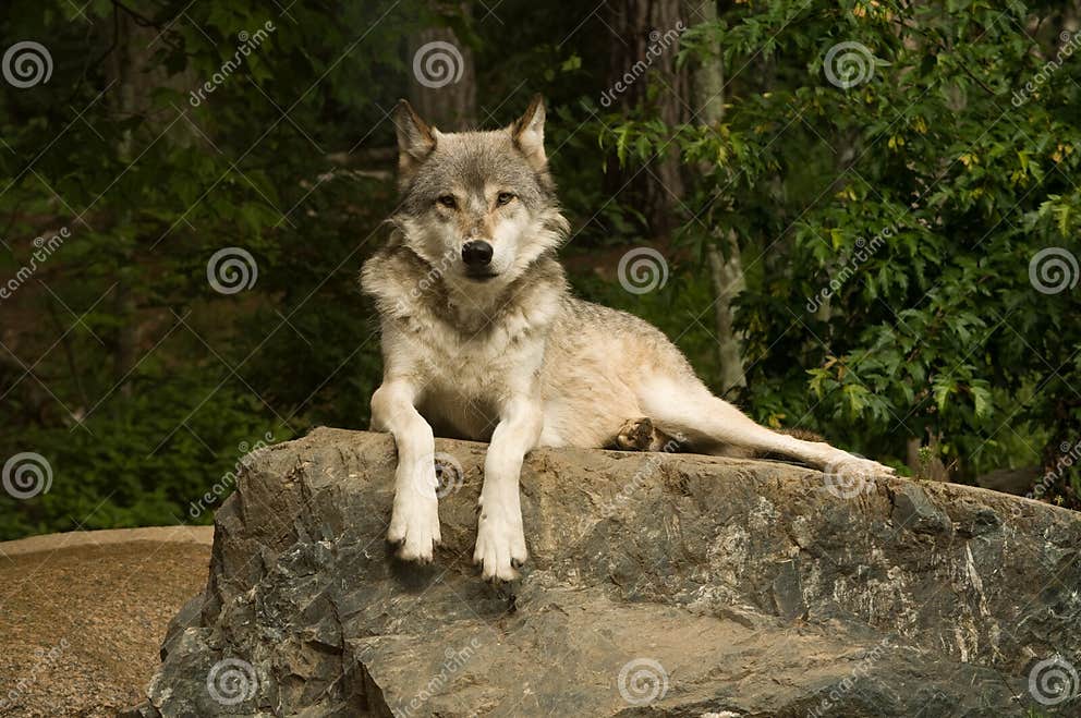Great plains wolf on rock stock photo. Image of great - 11924326