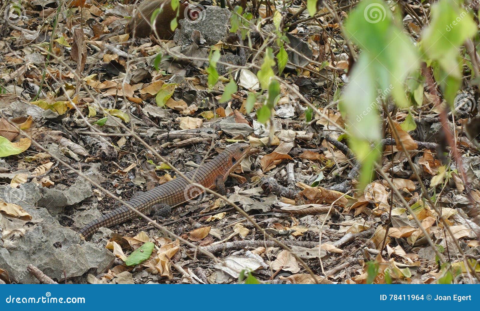 Great Plated Lizard stock photo. Image of wildlife, basks - 78411964