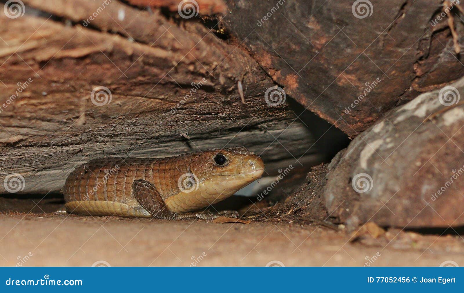 Great Plated Lizard stock photo. Image of lizards, details - 77052456