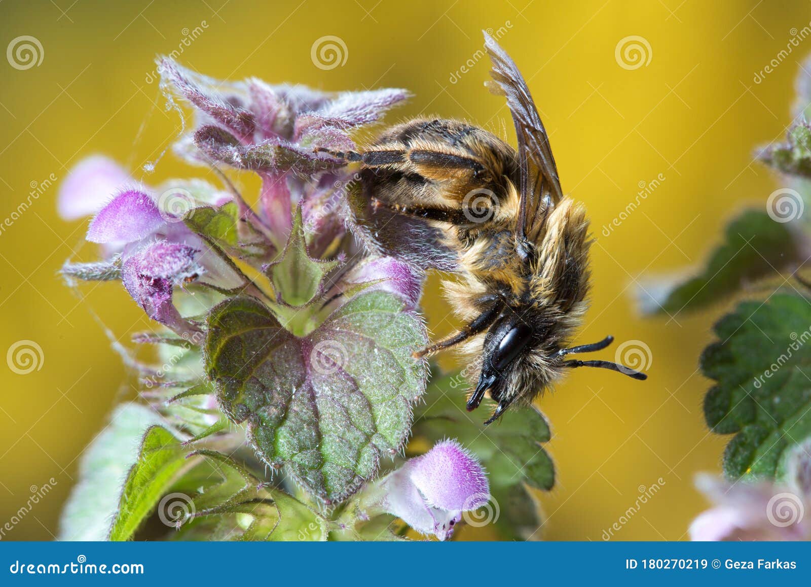 Great Pollinator Mining Bee, Andrenidae Speaces Stock Image - Image of ...