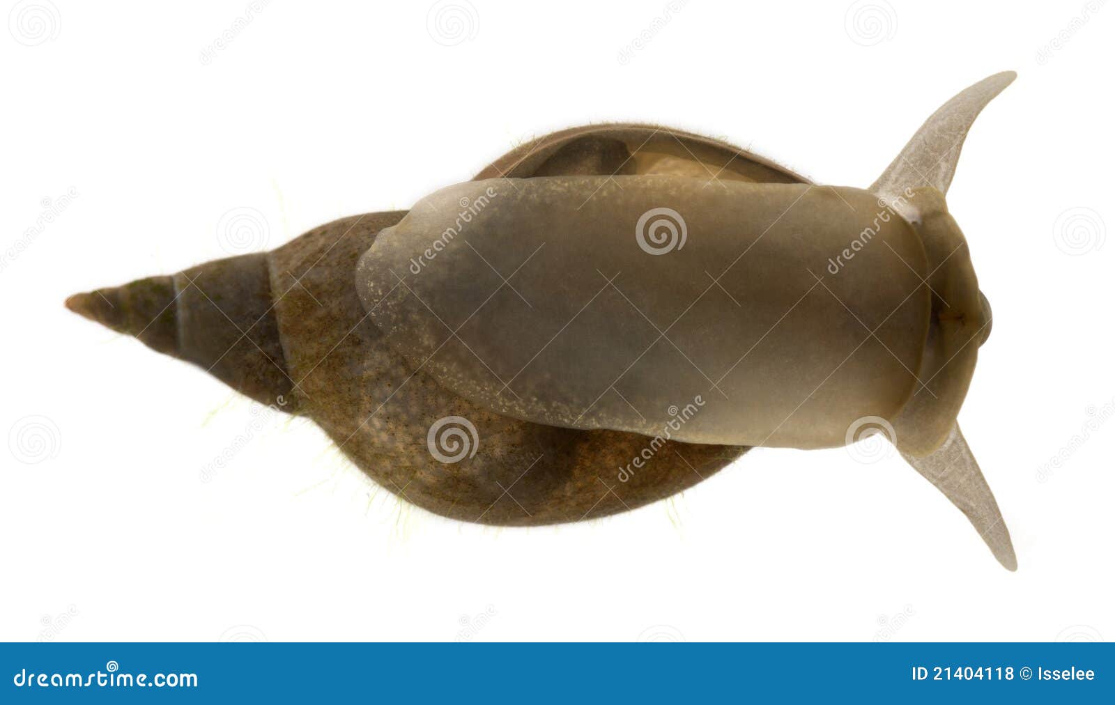 Great Pond Snail, Lymnaea Stagnalis Stock Photo - Image of moving ...