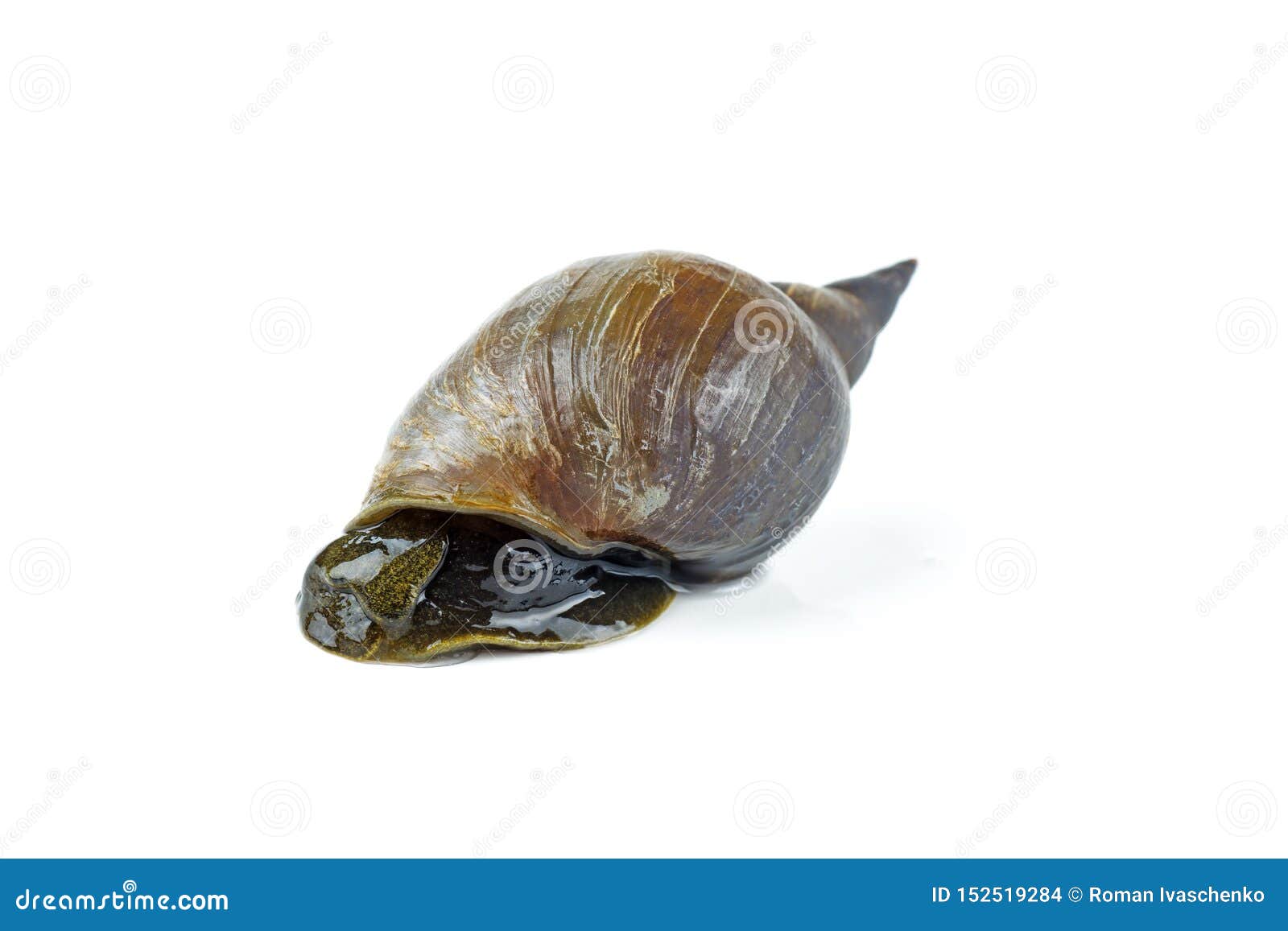 Great Pond Snail, Lymnaea Stagnalis Isolated Stock Photo - Image of ...