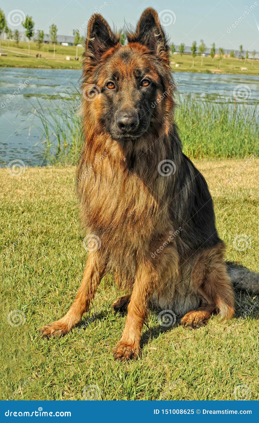Great portrait. stock image. Image of front, cute, breed - 151008625