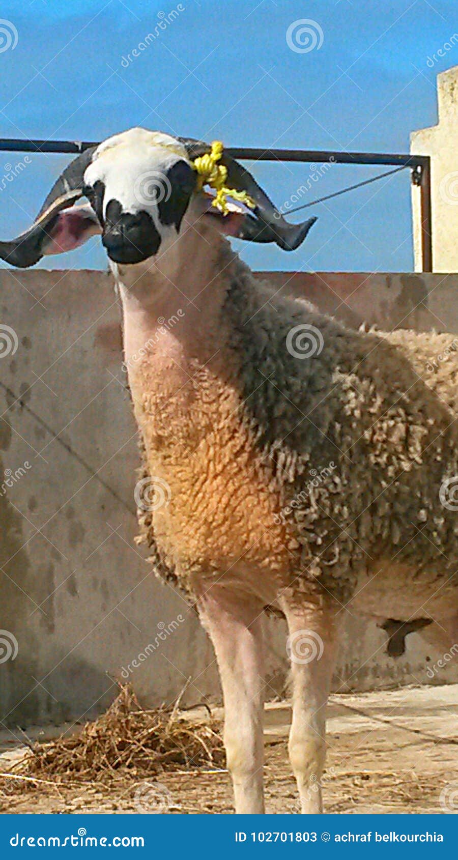 A sheep stock image. Image of stand, great, animals - 102701803