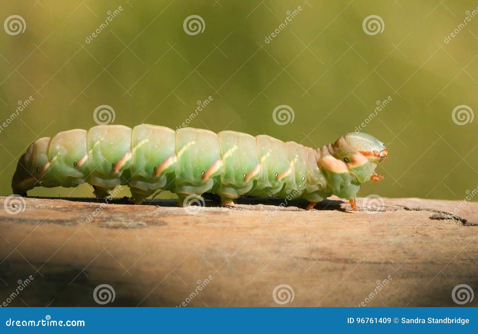 A Great Prominent Moth Caterpillar Peridea Anceps. Stock Image - Image ...