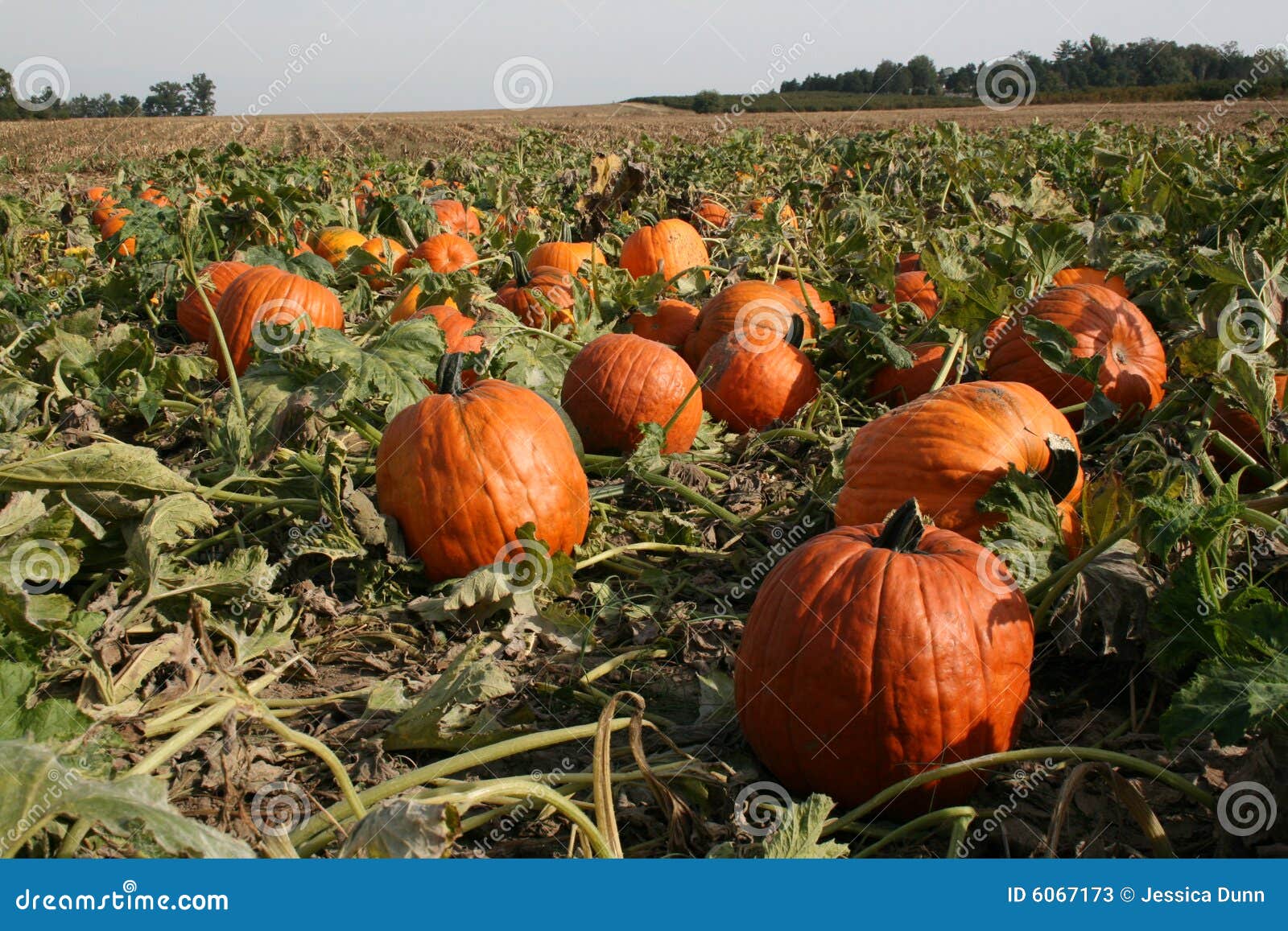 Great pumpkin stock image. Image of vegetable, autumn - 6067173