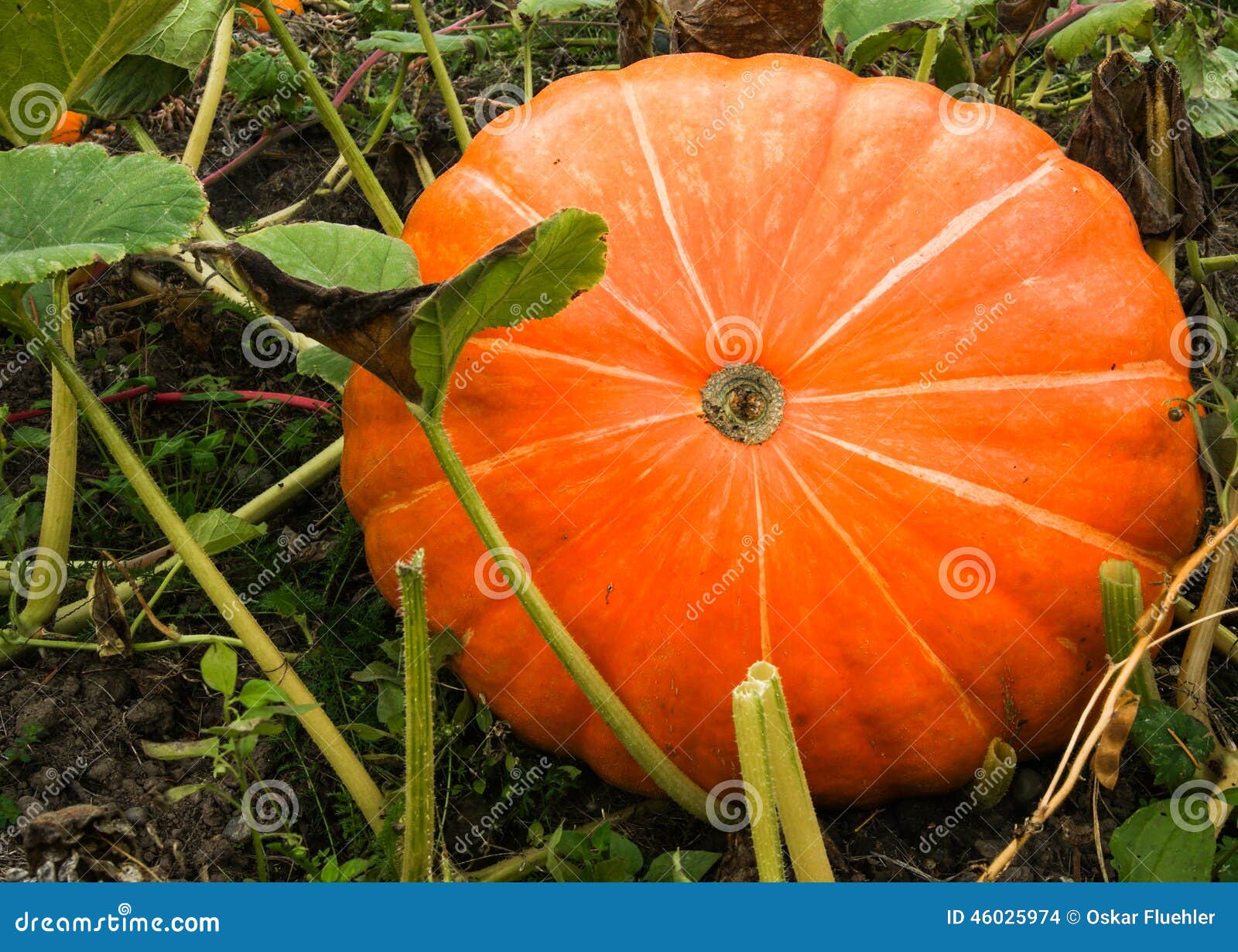 Great pumpkin stock photo. Image of great, vegetable - 46025974