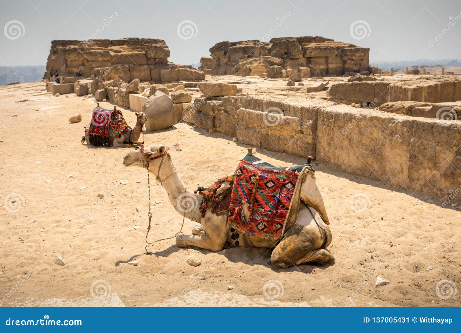The Great Pyramid with Camel Stock Image - Image of khafre, landmark ...