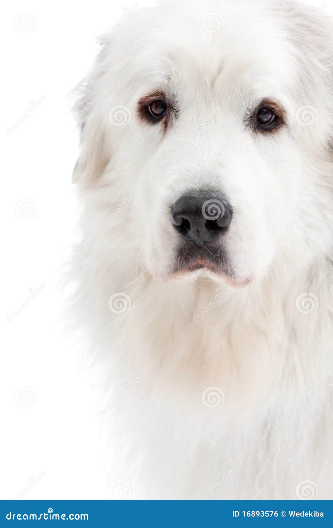 Great Pyrenees stock photo. Image of dogs, wild, pyrenees - 16893576