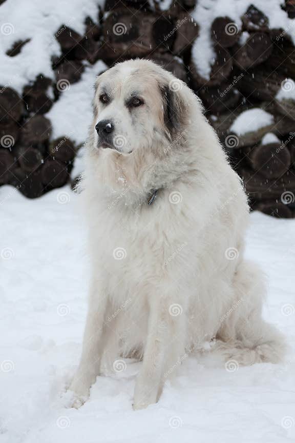 Great Pyrenees stock image. Image of gaze, eyes, profile - 16893603