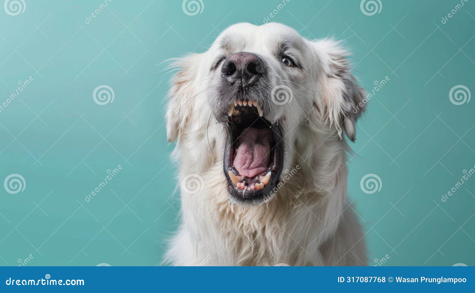 Great Pyrenees, Angry Dog Baring Its Teeth, Studio Lighting Pastel ...
